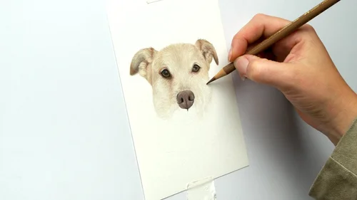 Draw Your Own Pet Portraits Program — LaurenKlineArt
