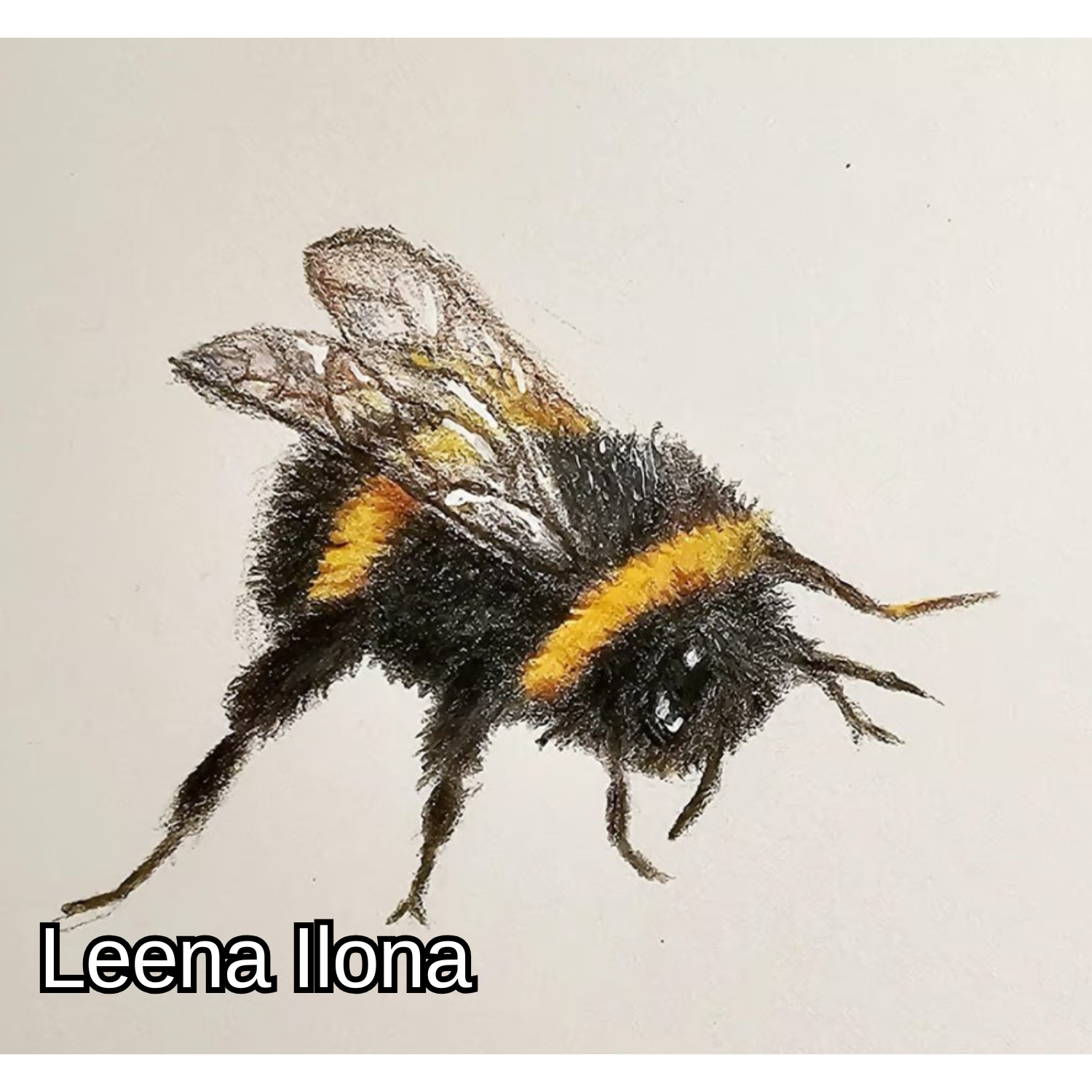 Draw Your Own Pet Portraits Program — LaurenKlineArt