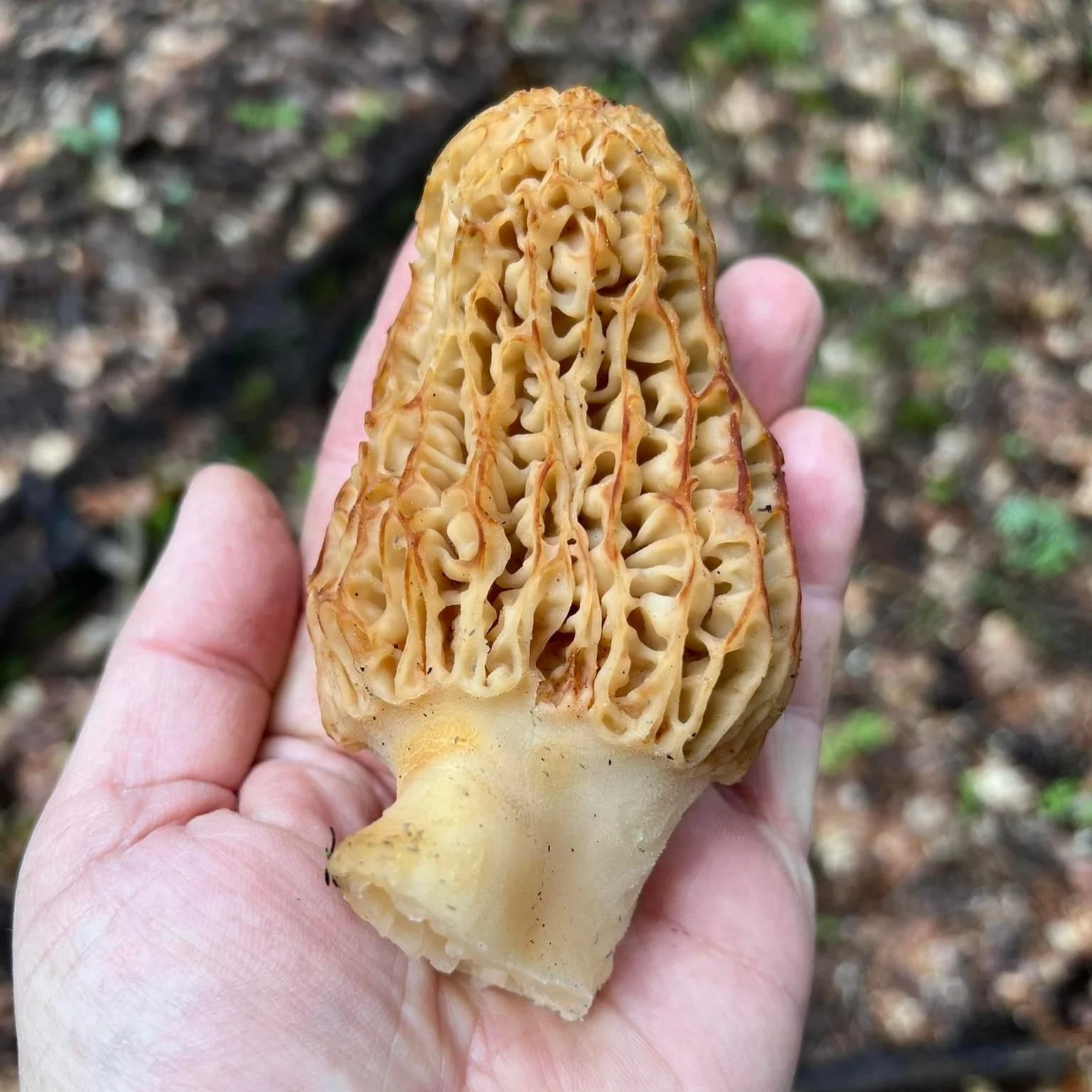 Beginners Guide to Mushroom Foraging on Mount Hood — Mt. Hood Alpine Chalet