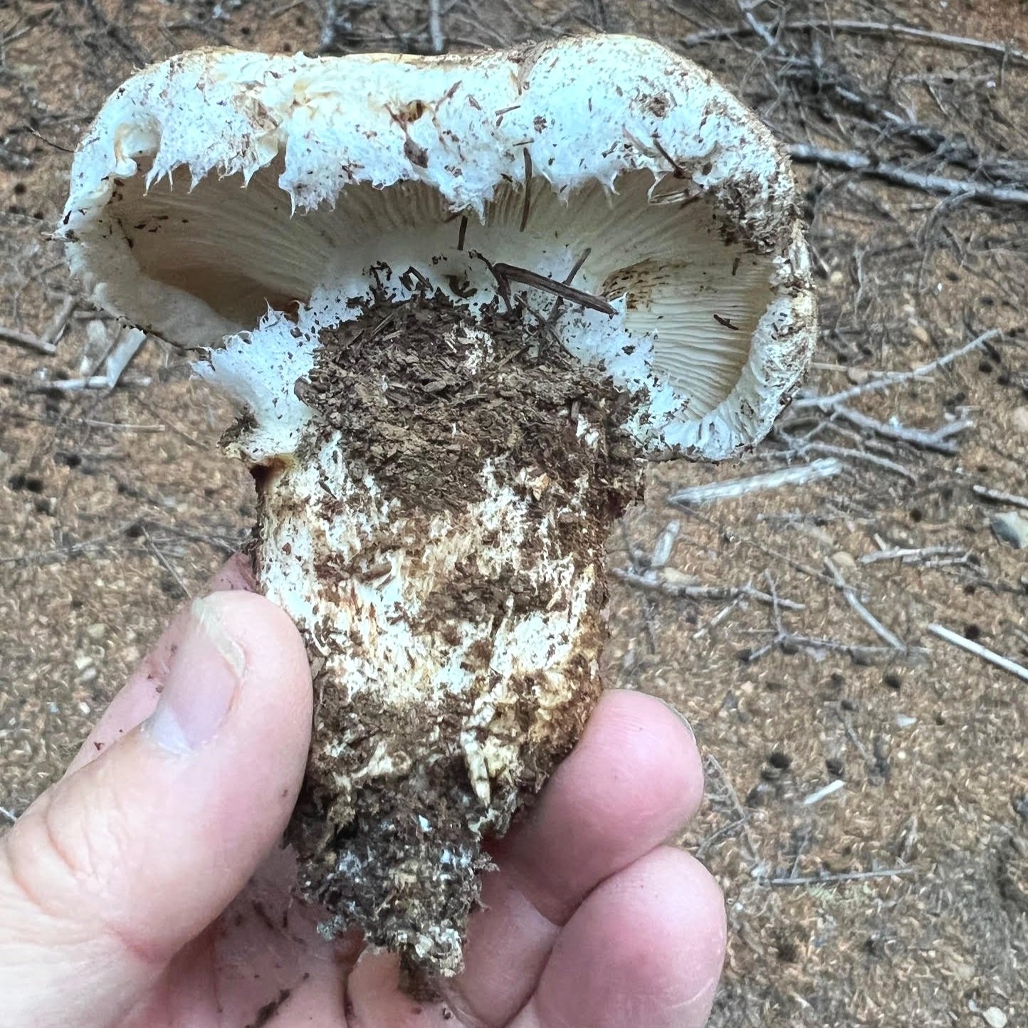 Beginners Guide to Mushroom Foraging on Mount Hood — Mt. Hood Alpine Chalet