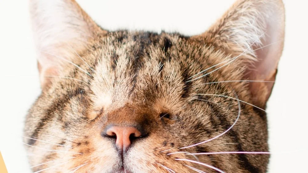 NATHAN THE CATLADY - Nathan the CatLady Official Website