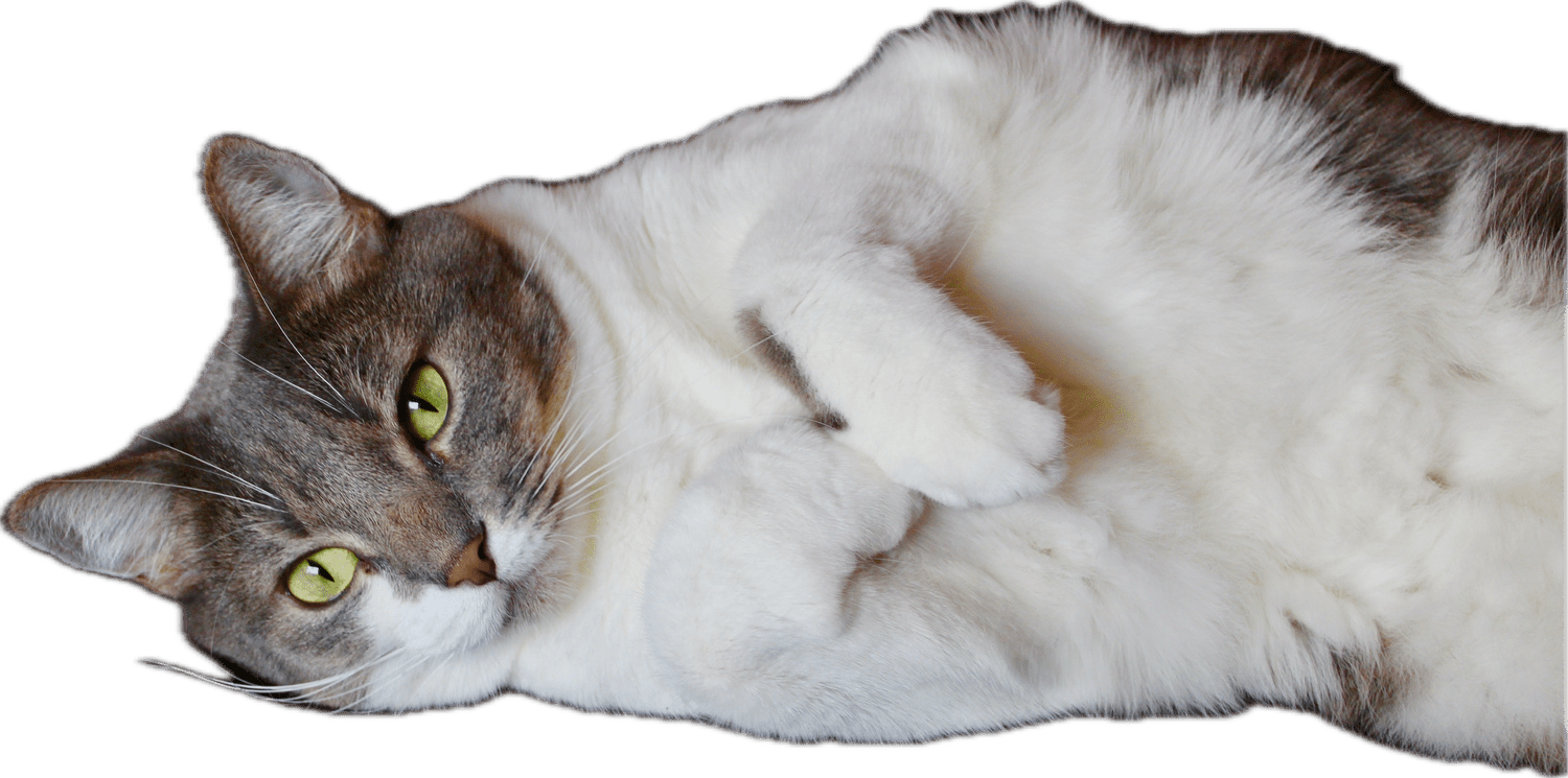 NATHAN THE CATLADY - Nathan the CatLady Official Website