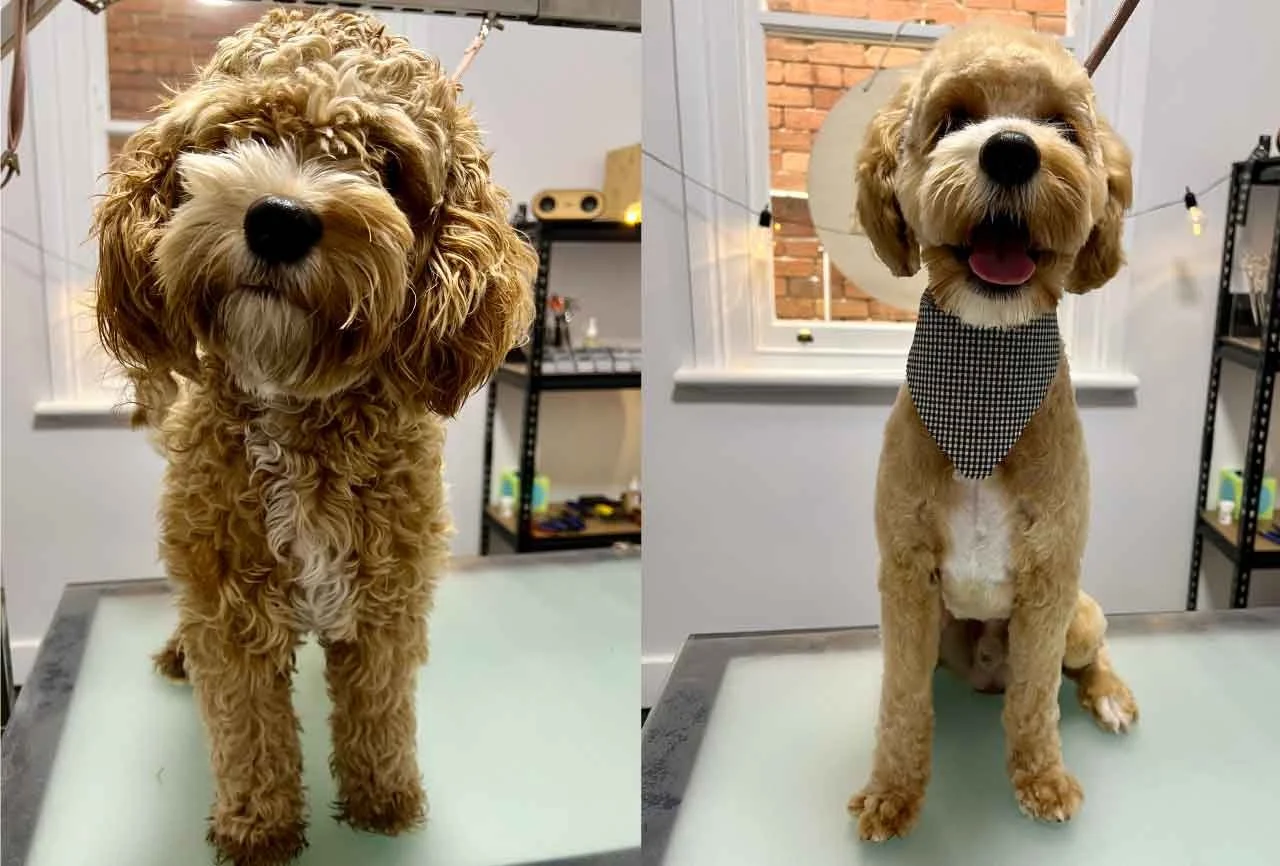 Gallery — Zen Dog Grooming