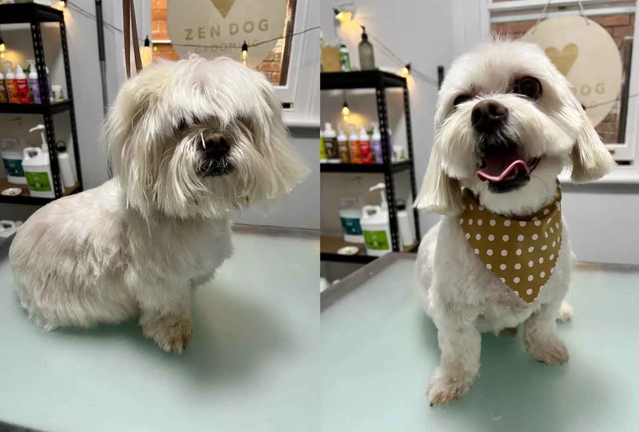 Gallery — Zen Dog Grooming