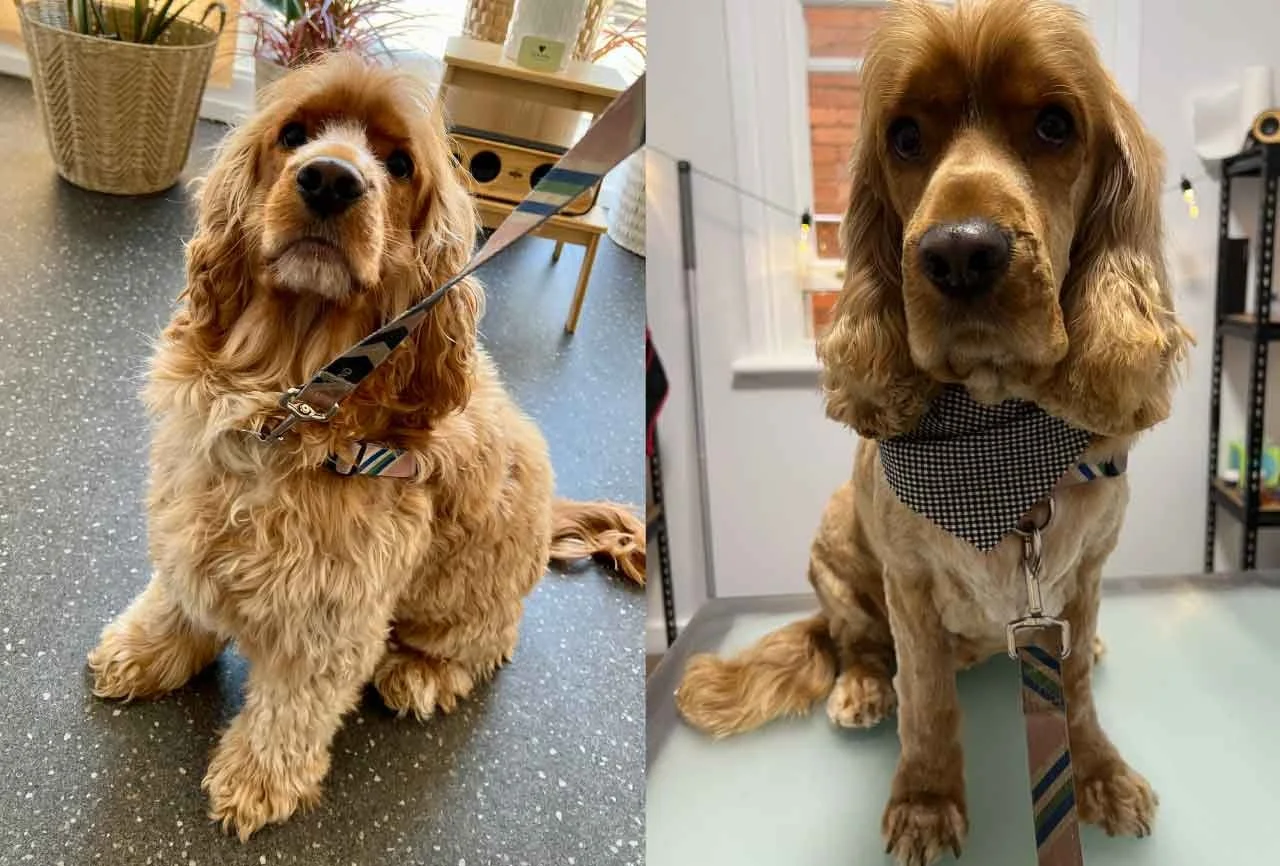 Gallery — Zen Dog Grooming
