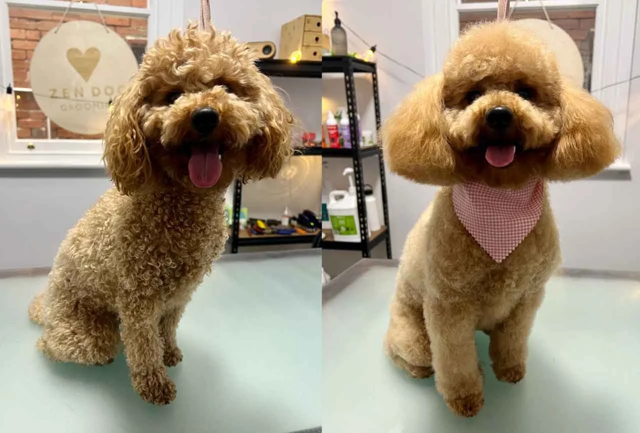 Gallery — Zen Dog Grooming