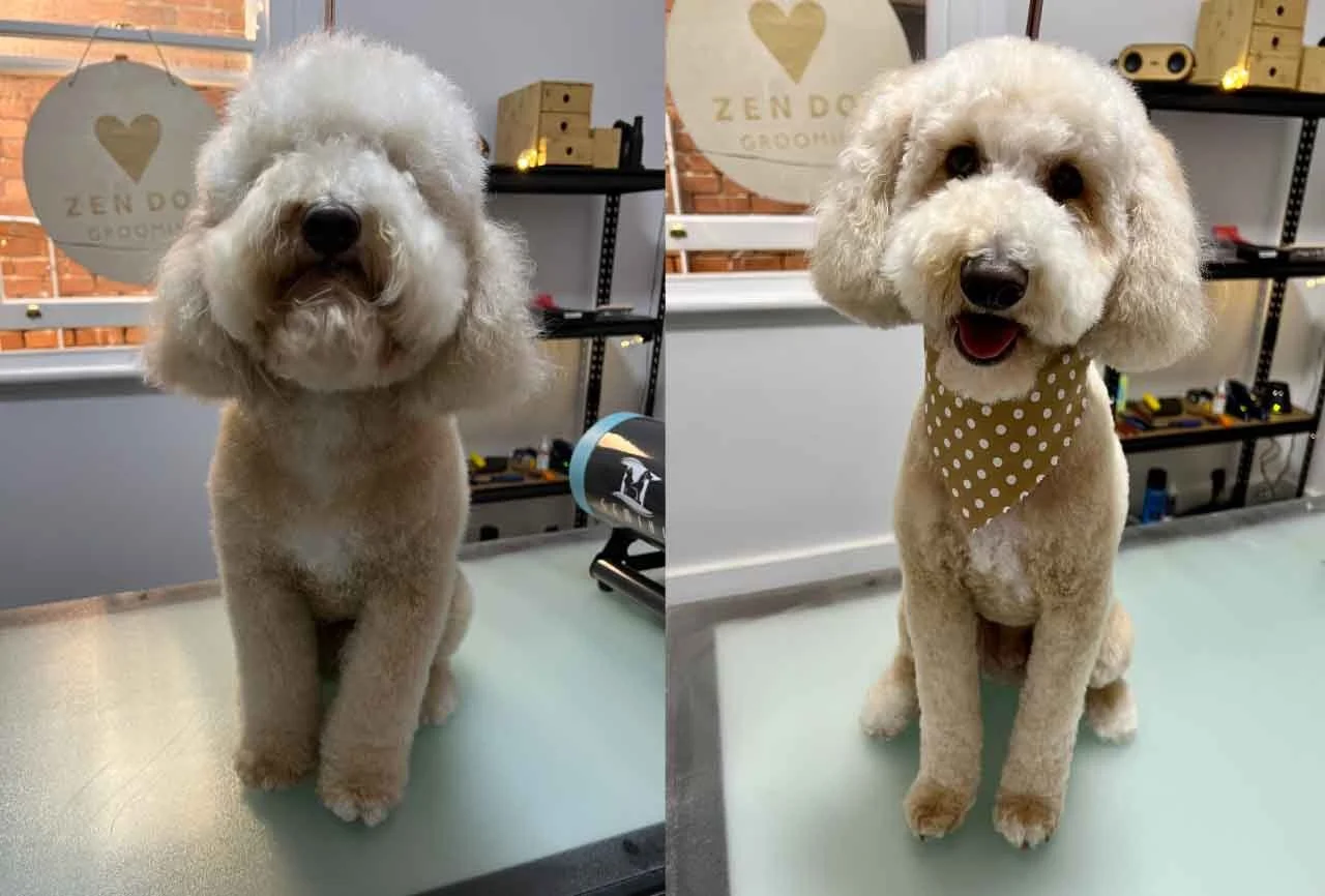 Gallery — Zen Dog Grooming