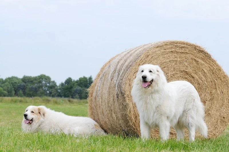 Pyrenean Mountain Dog Club of Victoria
