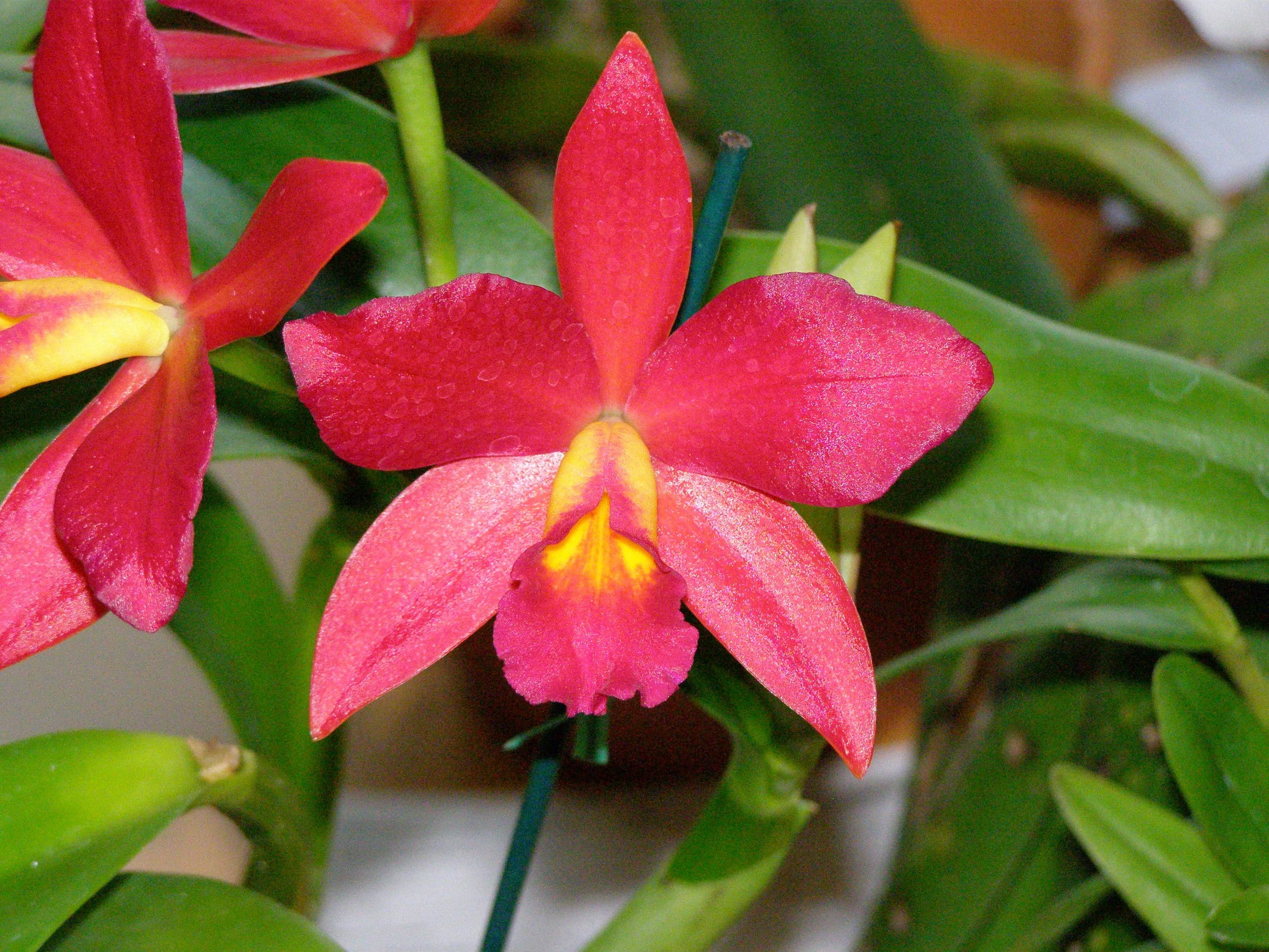 Cattleya Culture Sheet — Illinois Orchid Society