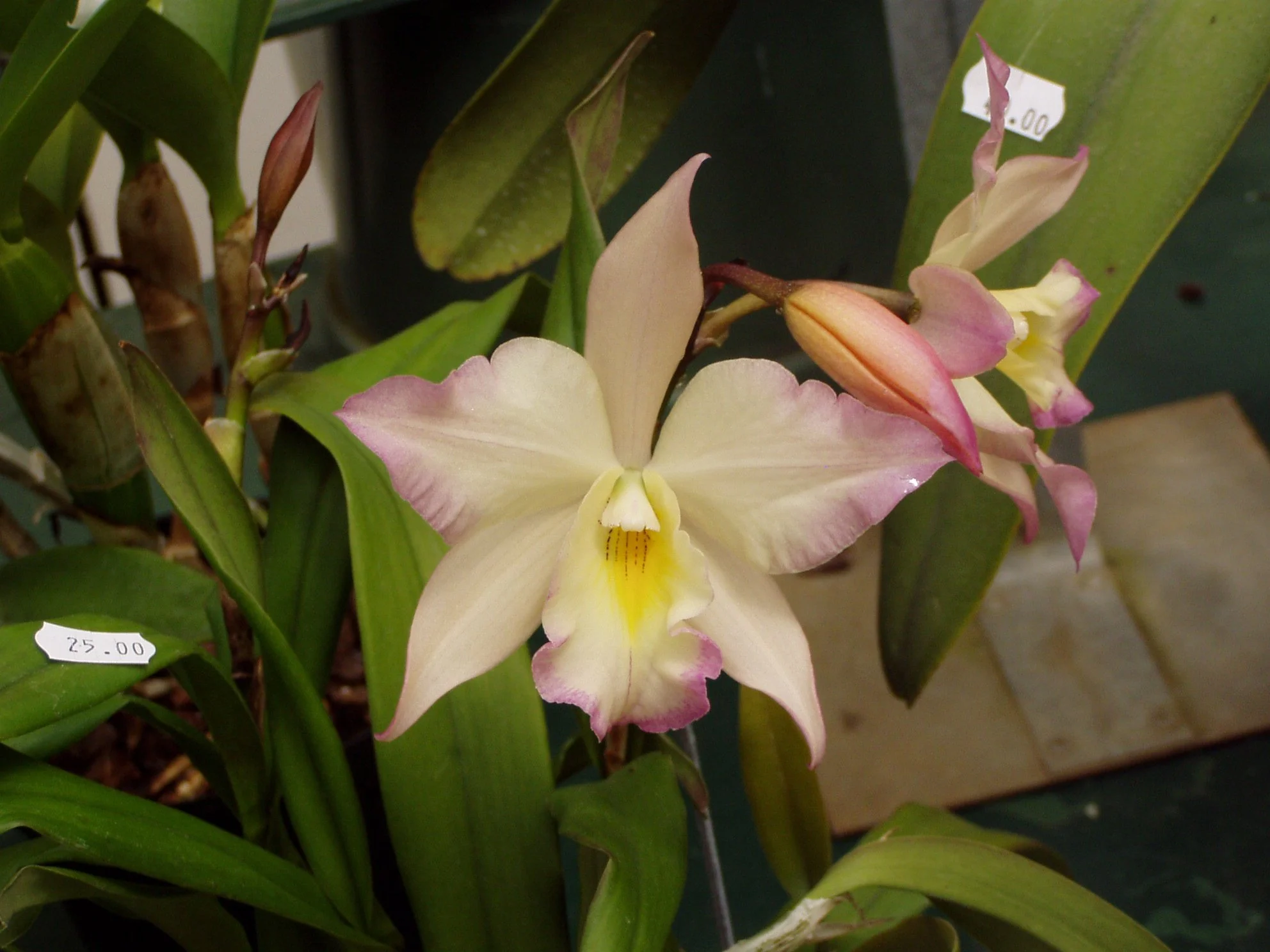 Cattleya Culture Sheet — Illinois Orchid Society