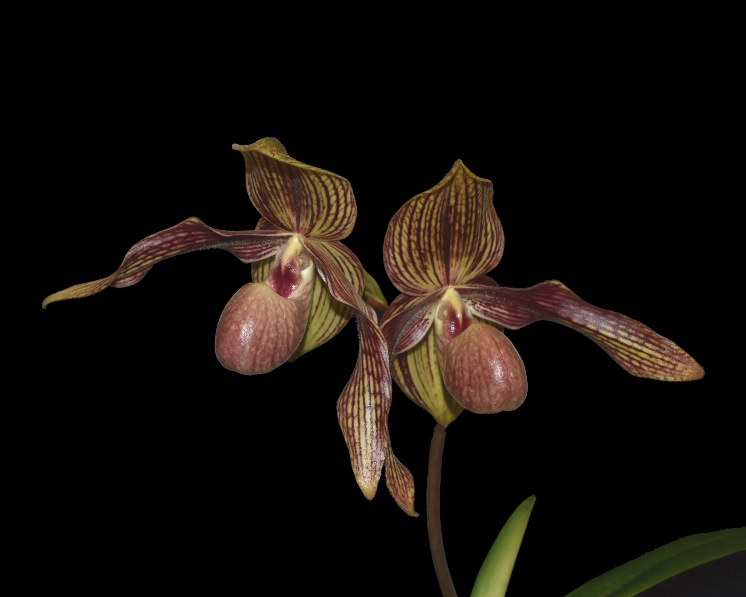 May 2024 — Illinois Orchid Society