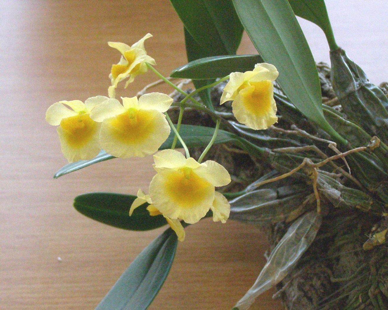 Dendrobium Culture Sheet — Illinois Orchid Society