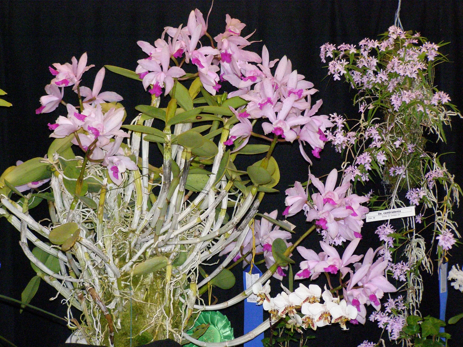 Orchid Show — Illinois Orchid Society