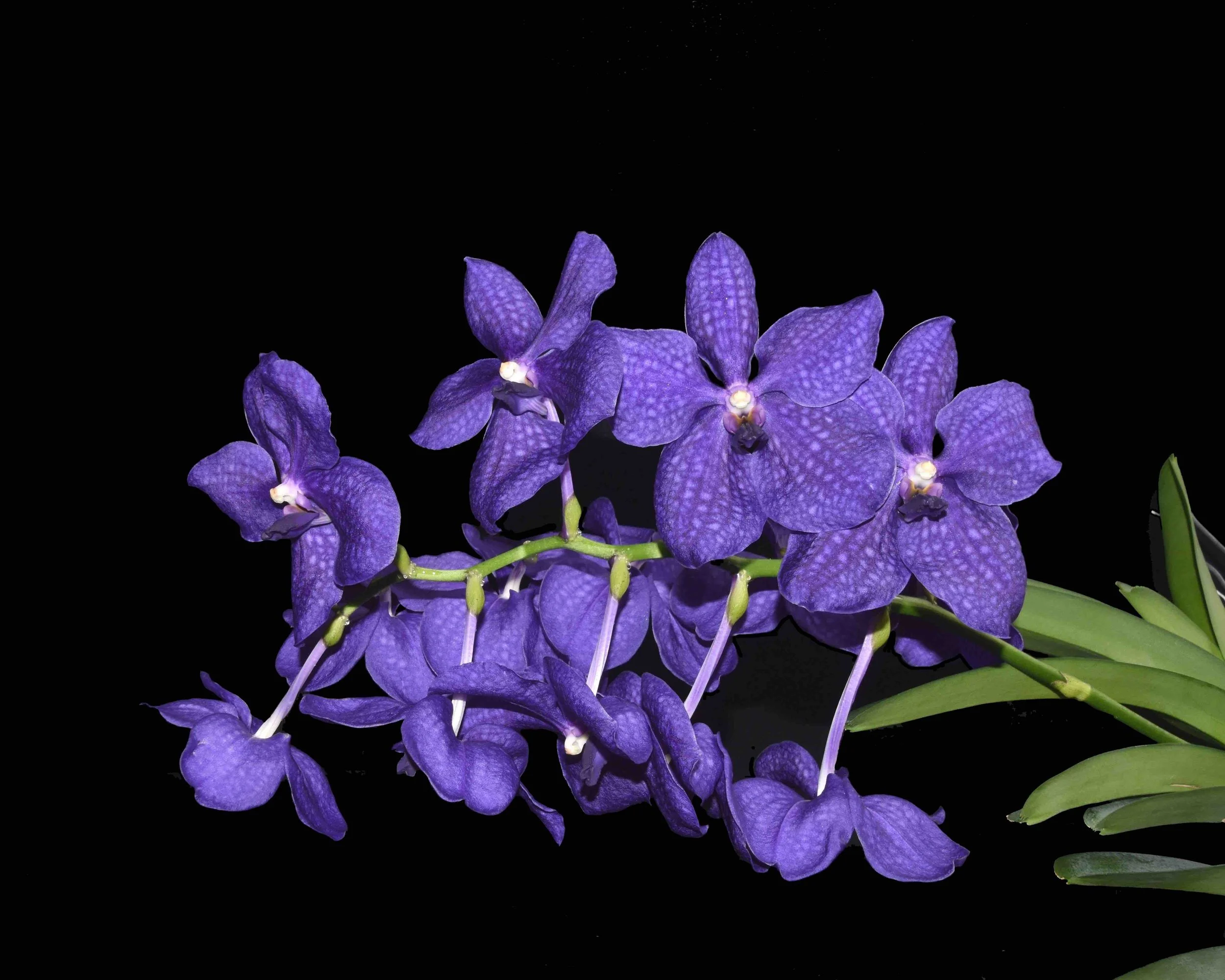 Recommended Links — Illinois Orchid Society