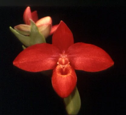 Joseph Koss Award — Illinois Orchid Society