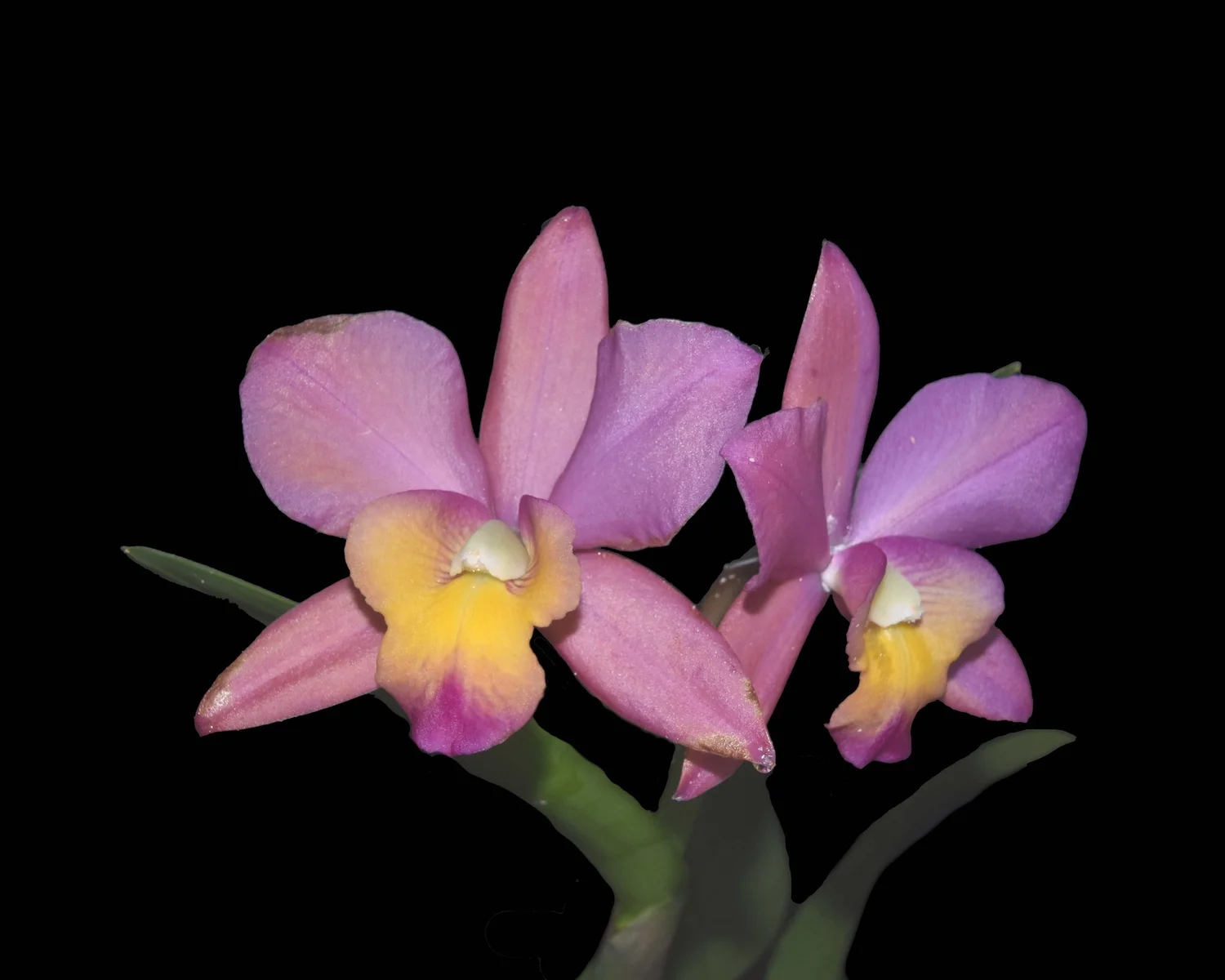 Events-ALL — Illinois Orchid Society