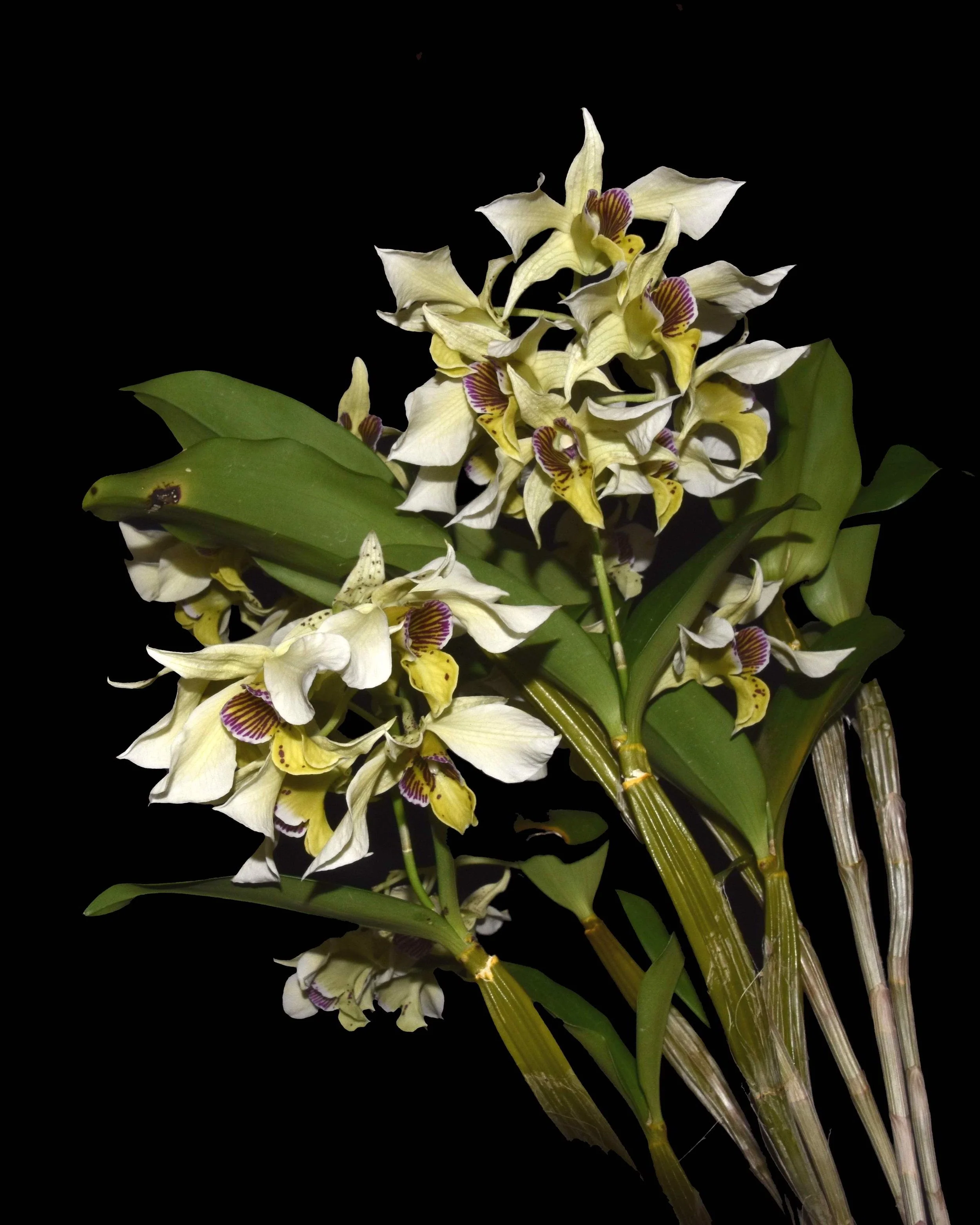 June 2025 — Illinois Orchid Society