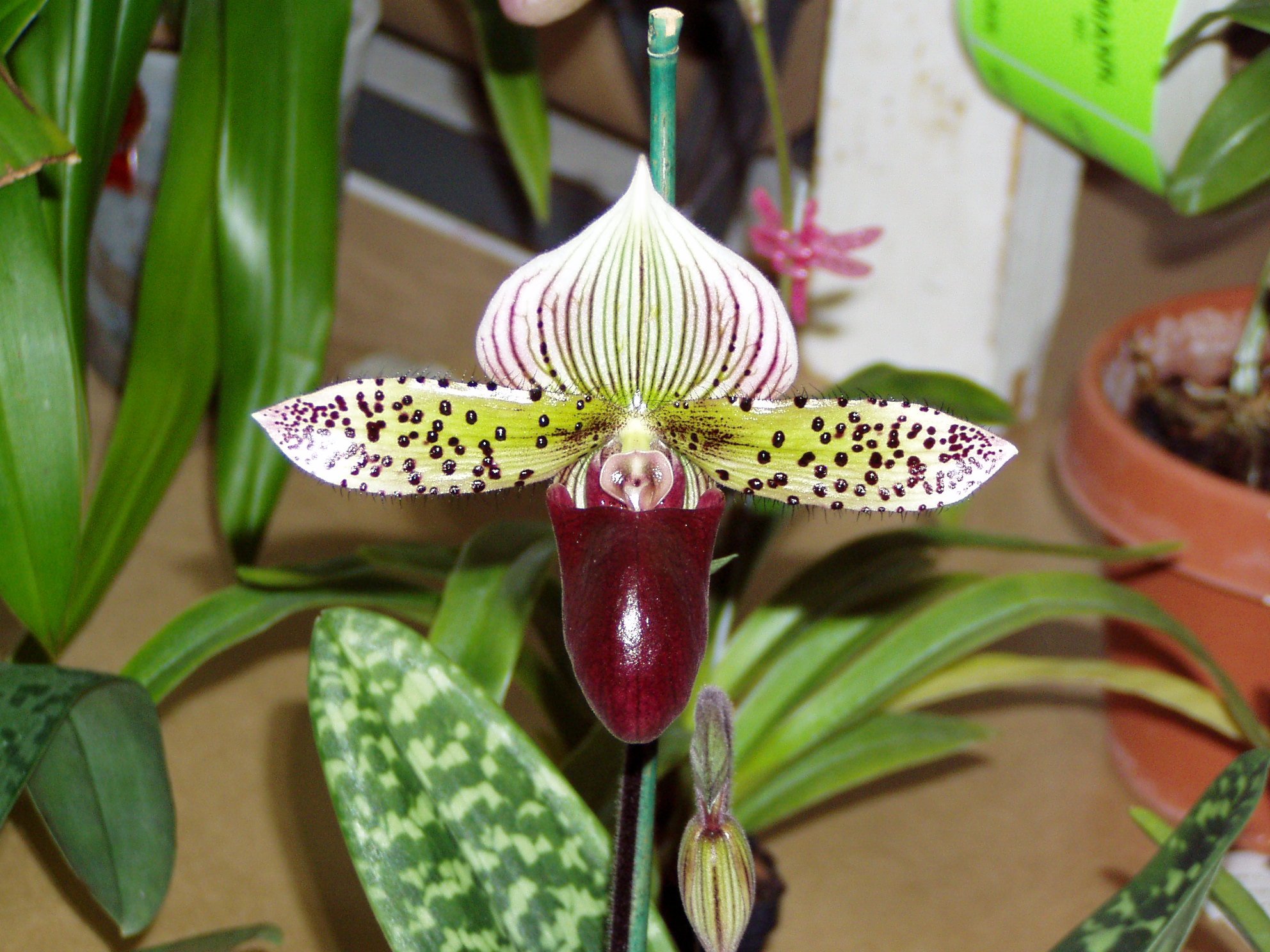 Paphiopedilum Culture Sheet — Illinois Orchid Society