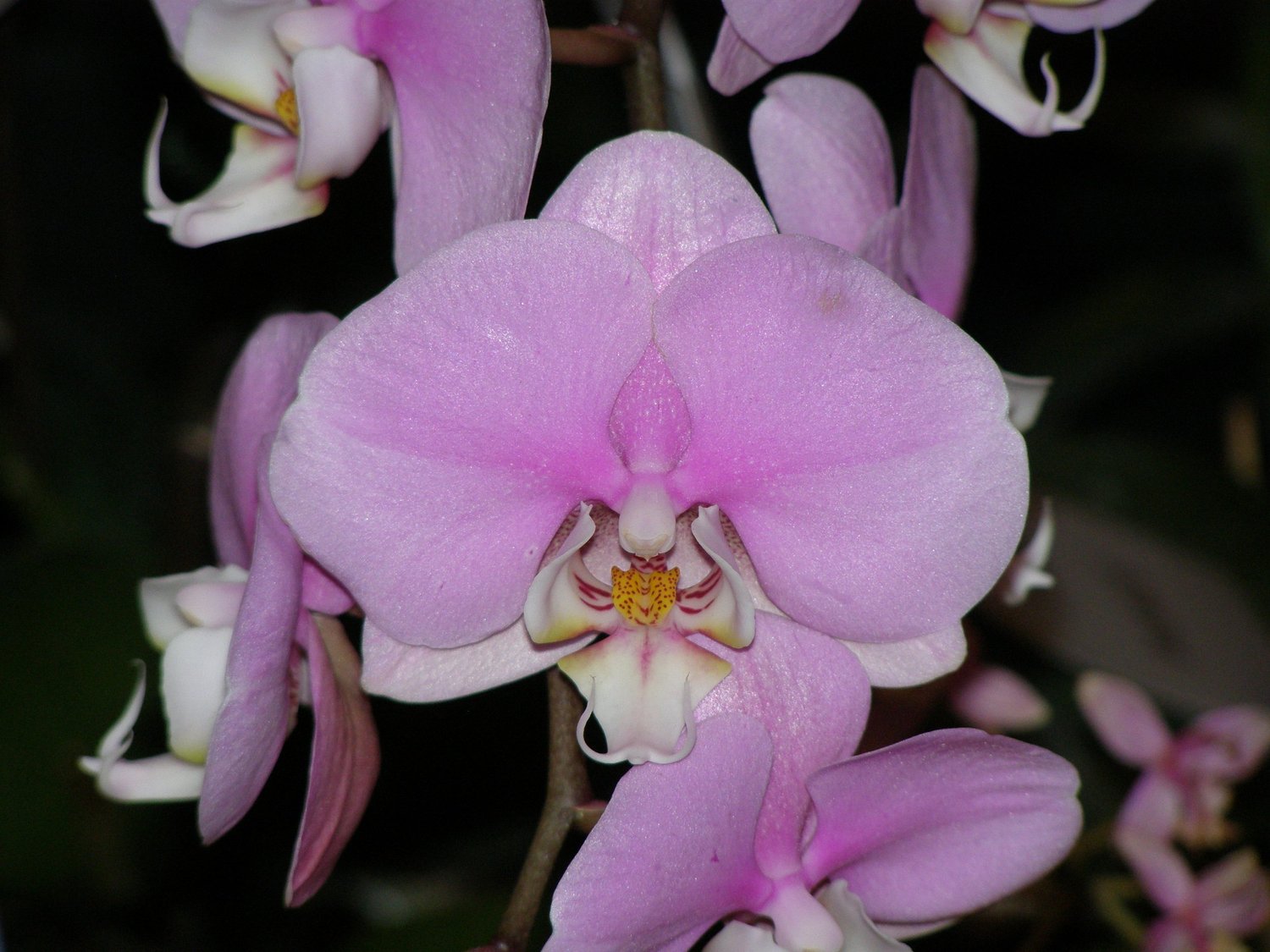 What Makes a Plant an Orchid? — Illinois Orchid Society