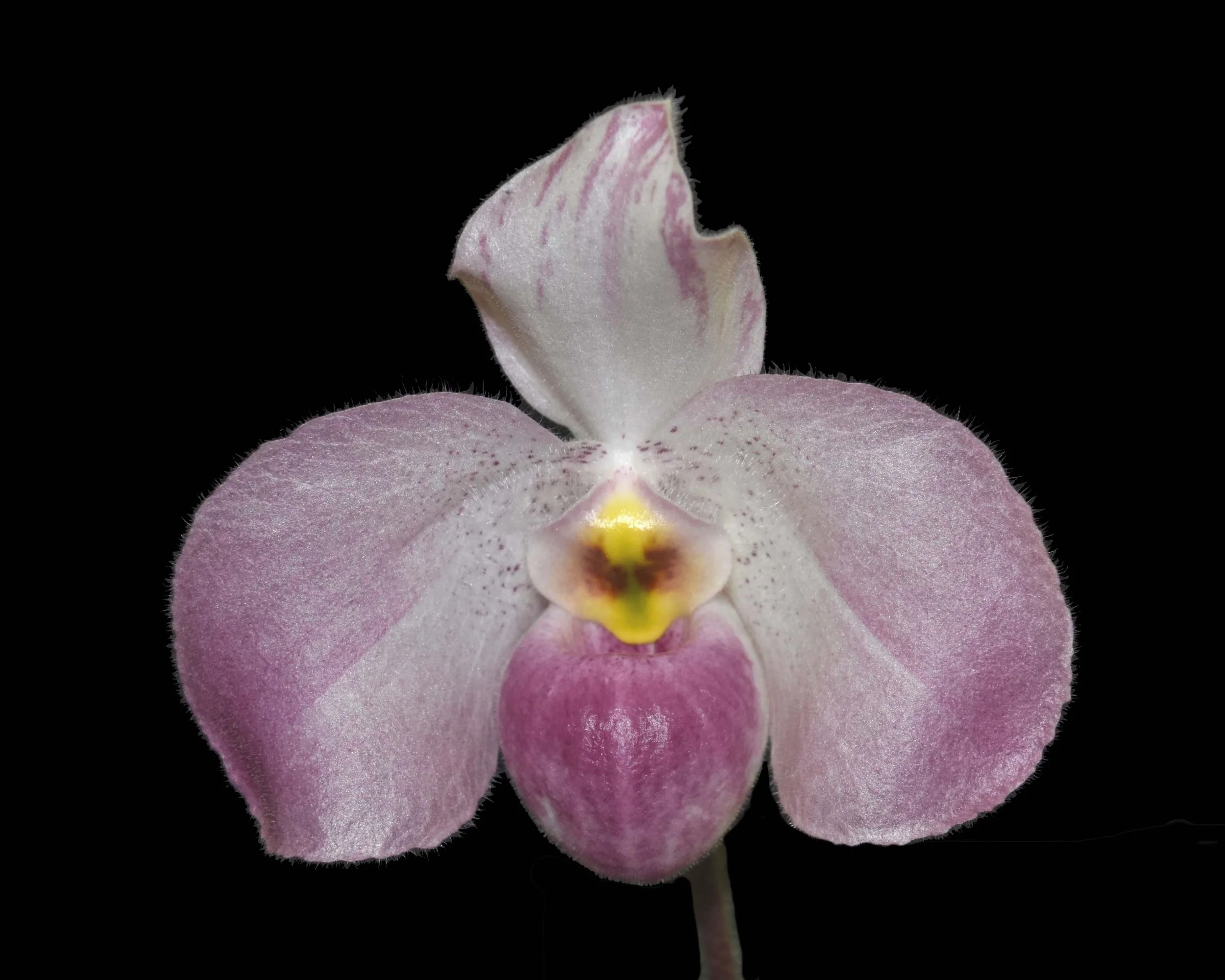 May 2024 — Illinois Orchid Society