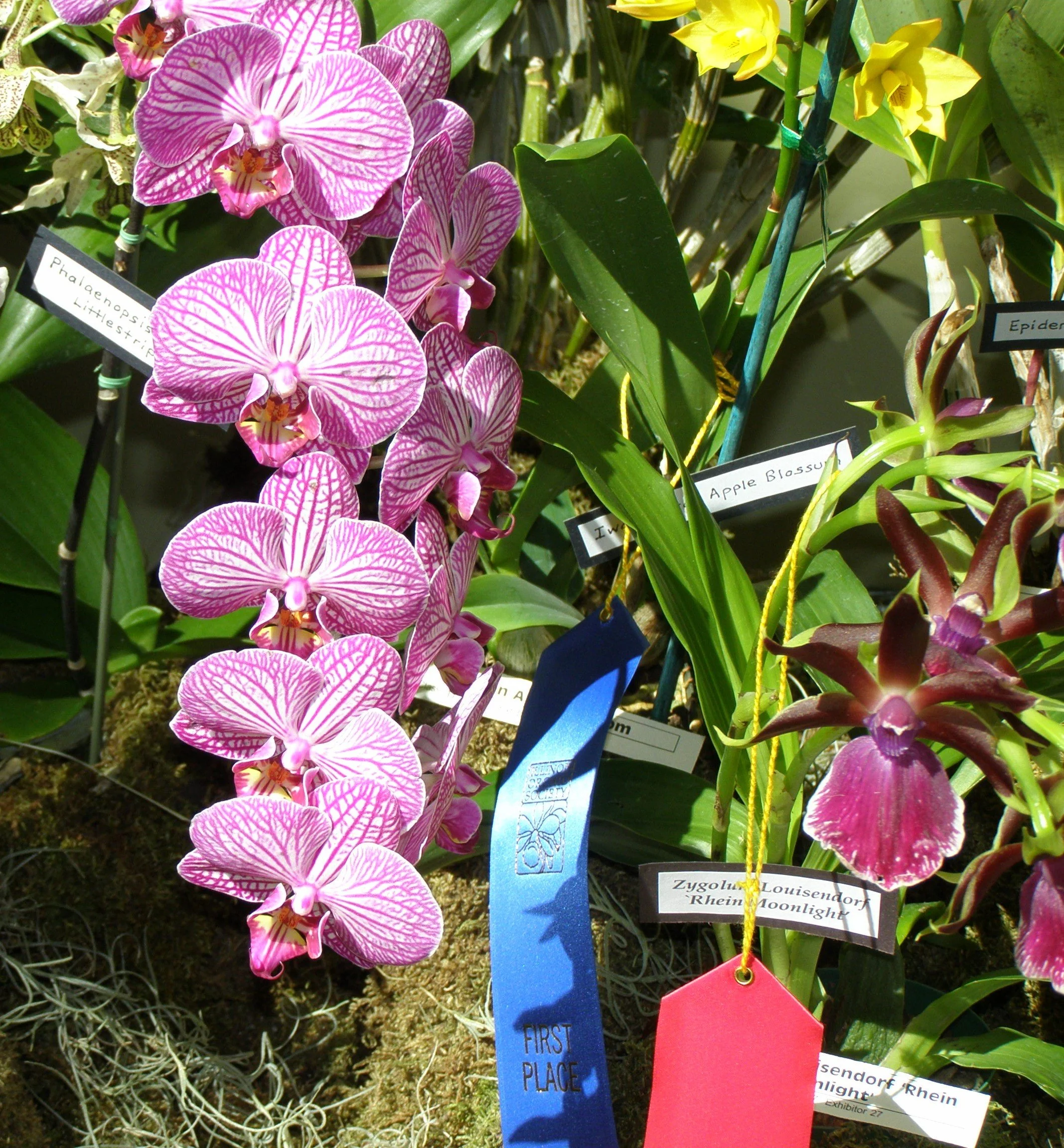 Orchid Show — Illinois Orchid Society