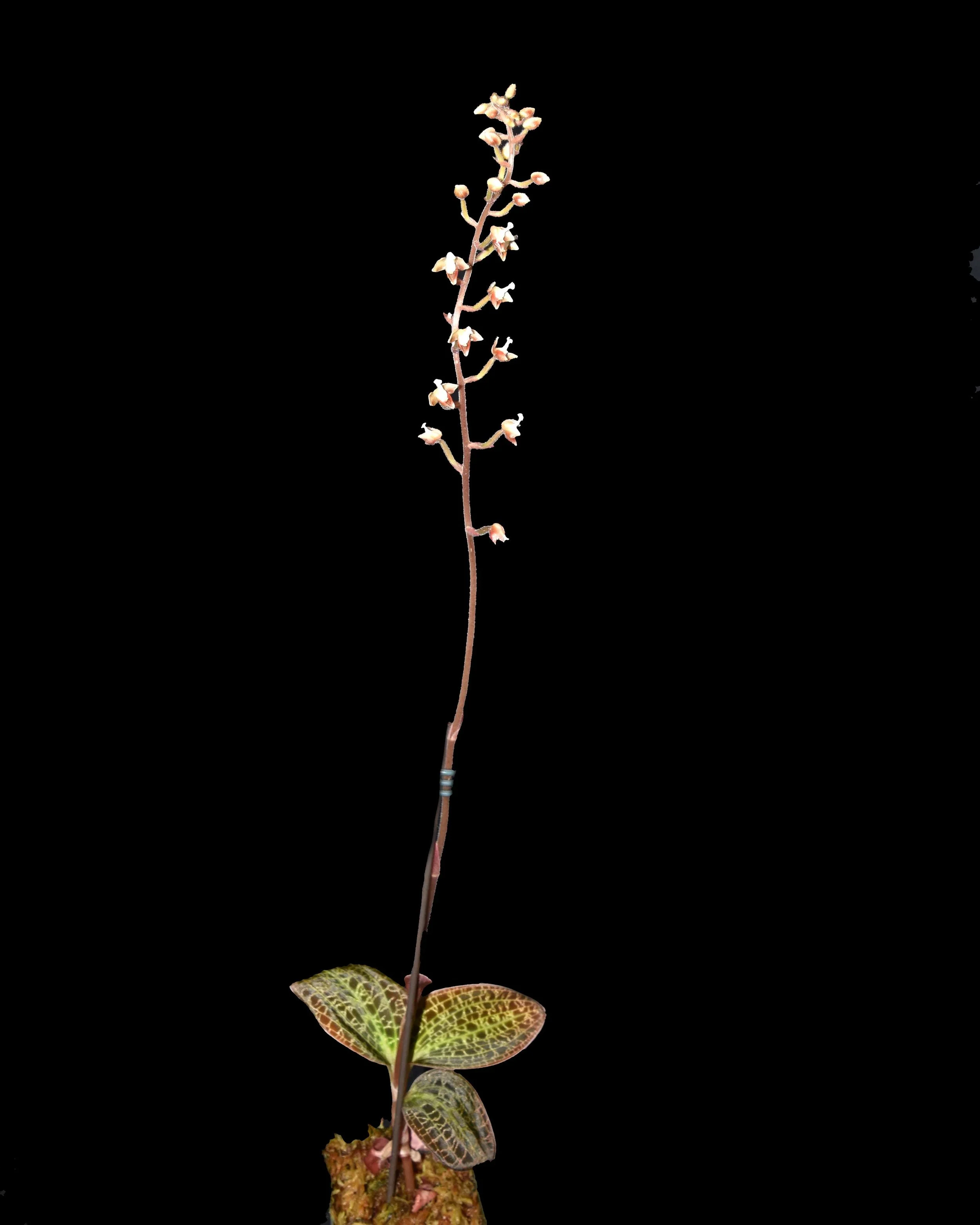 January 2026 — Illinois Orchid Society