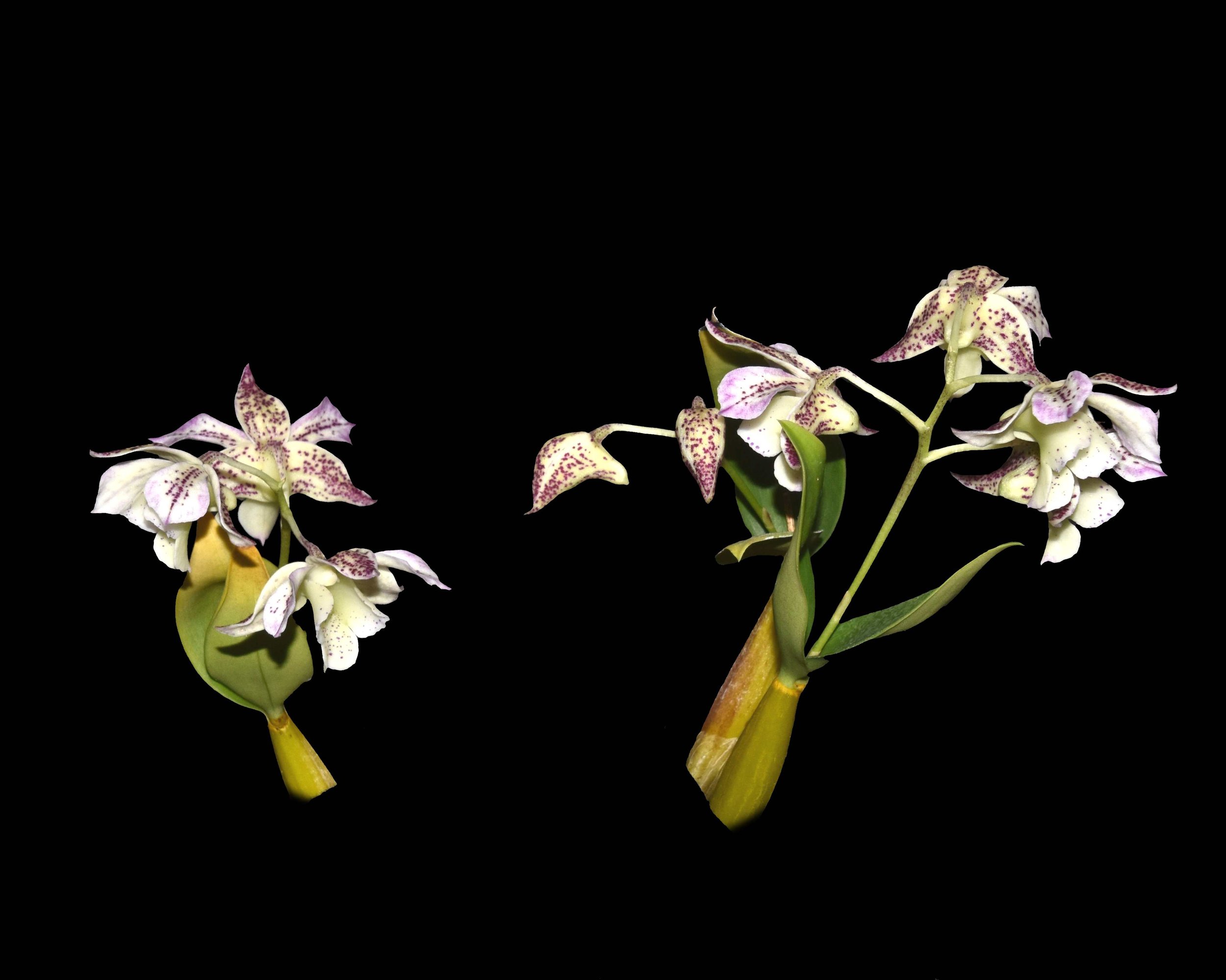 January 2026 — Illinois Orchid Society