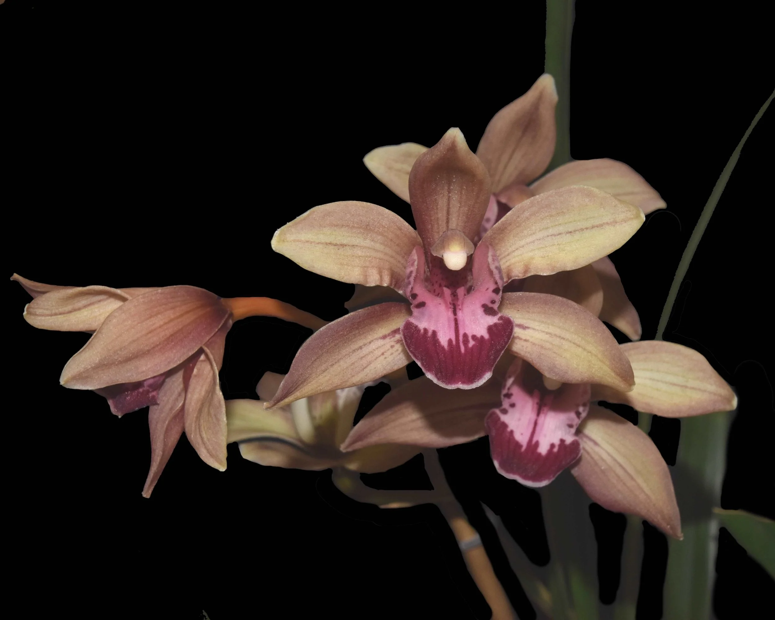 June 2024 — Illinois Orchid Society