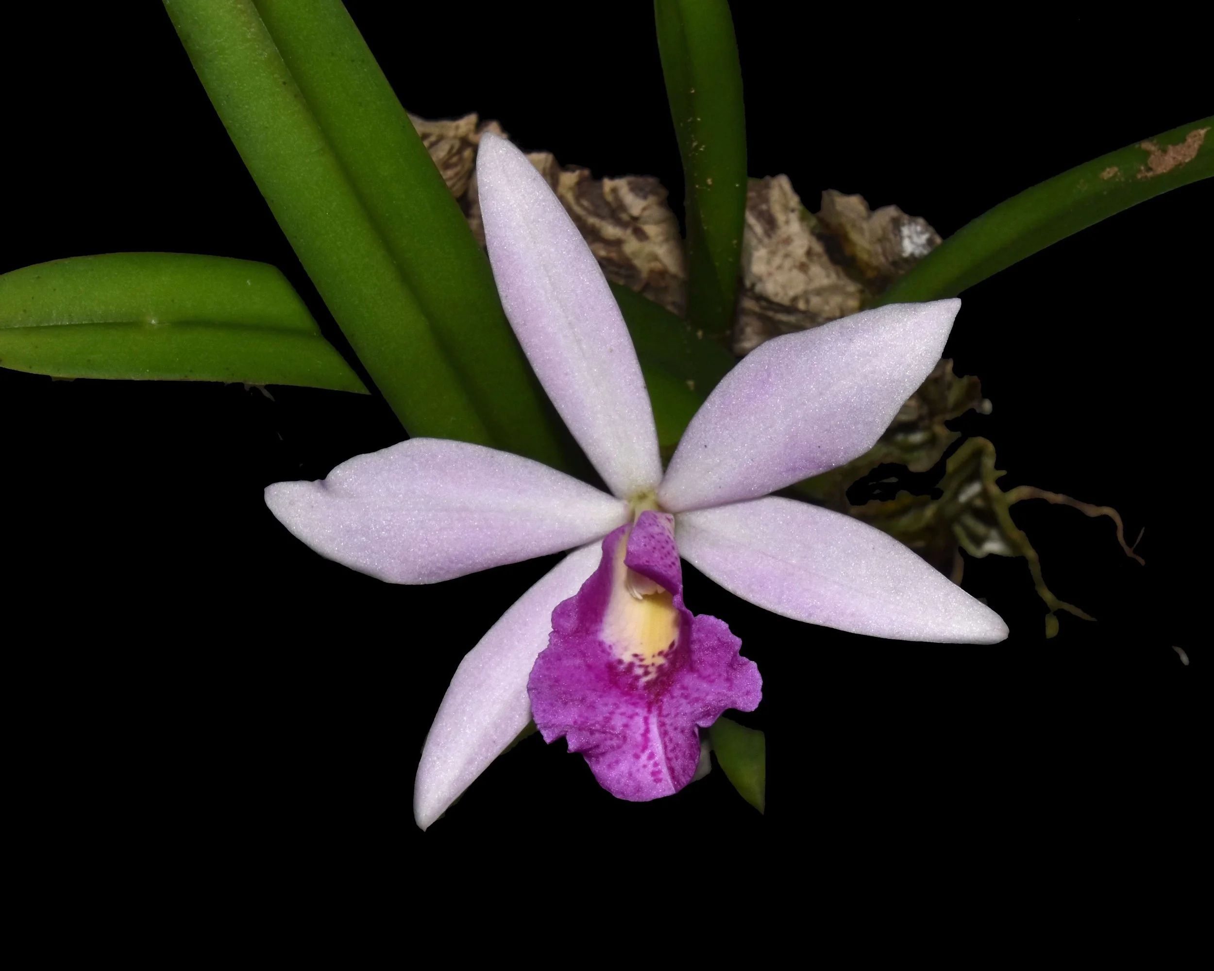 July 2024 — Illinois Orchid Society