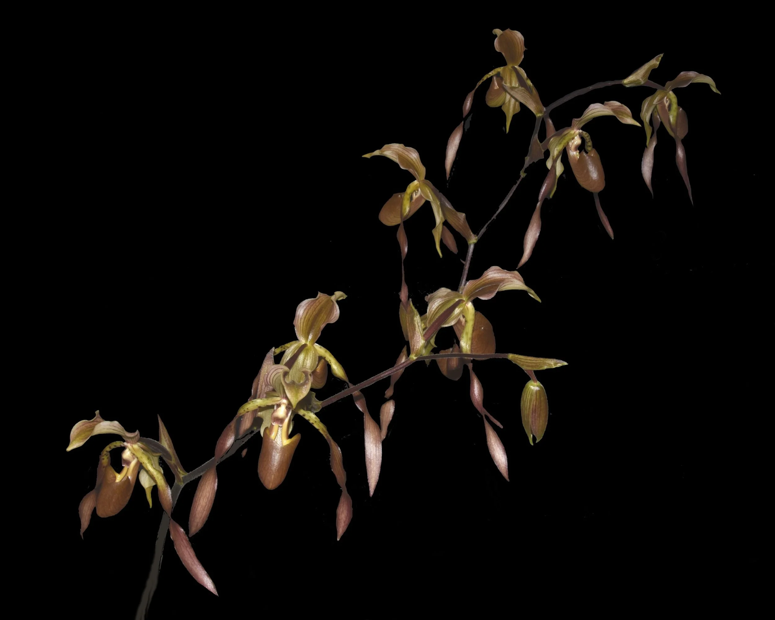 May 2024 — Illinois Orchid Society