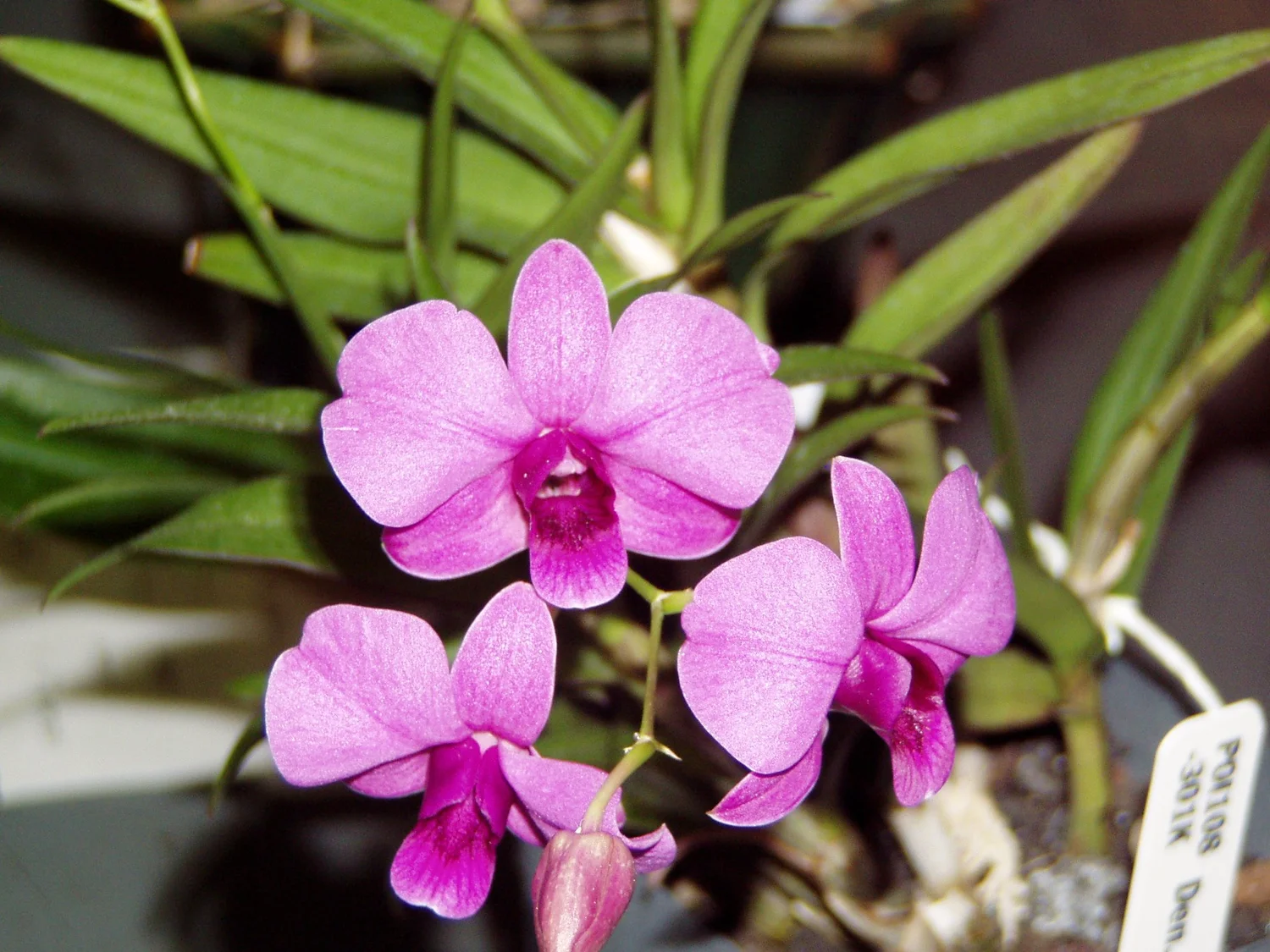Dendrobium Culture Sheet — Illinois Orchid Society