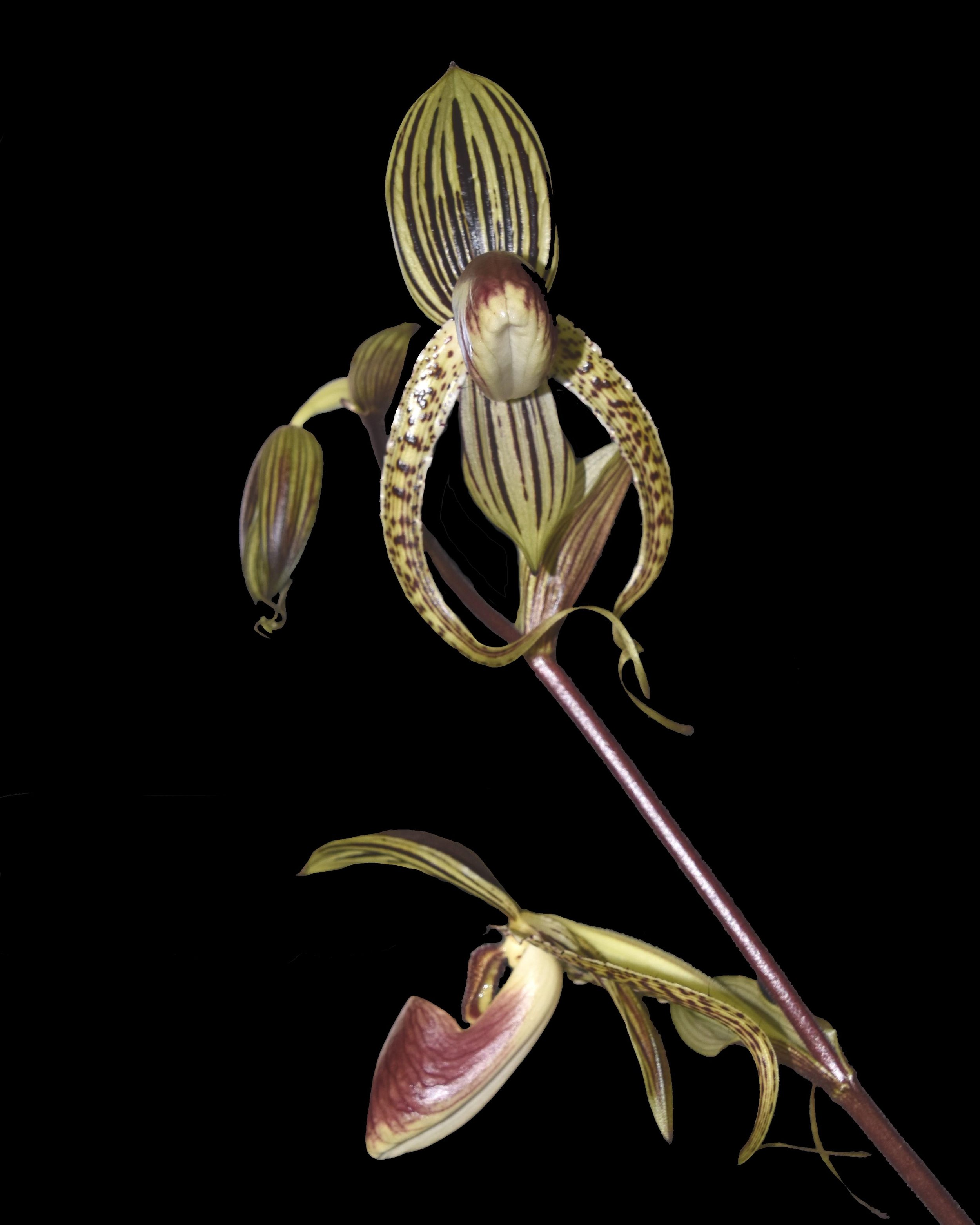 May 2024 — Illinois Orchid Society
