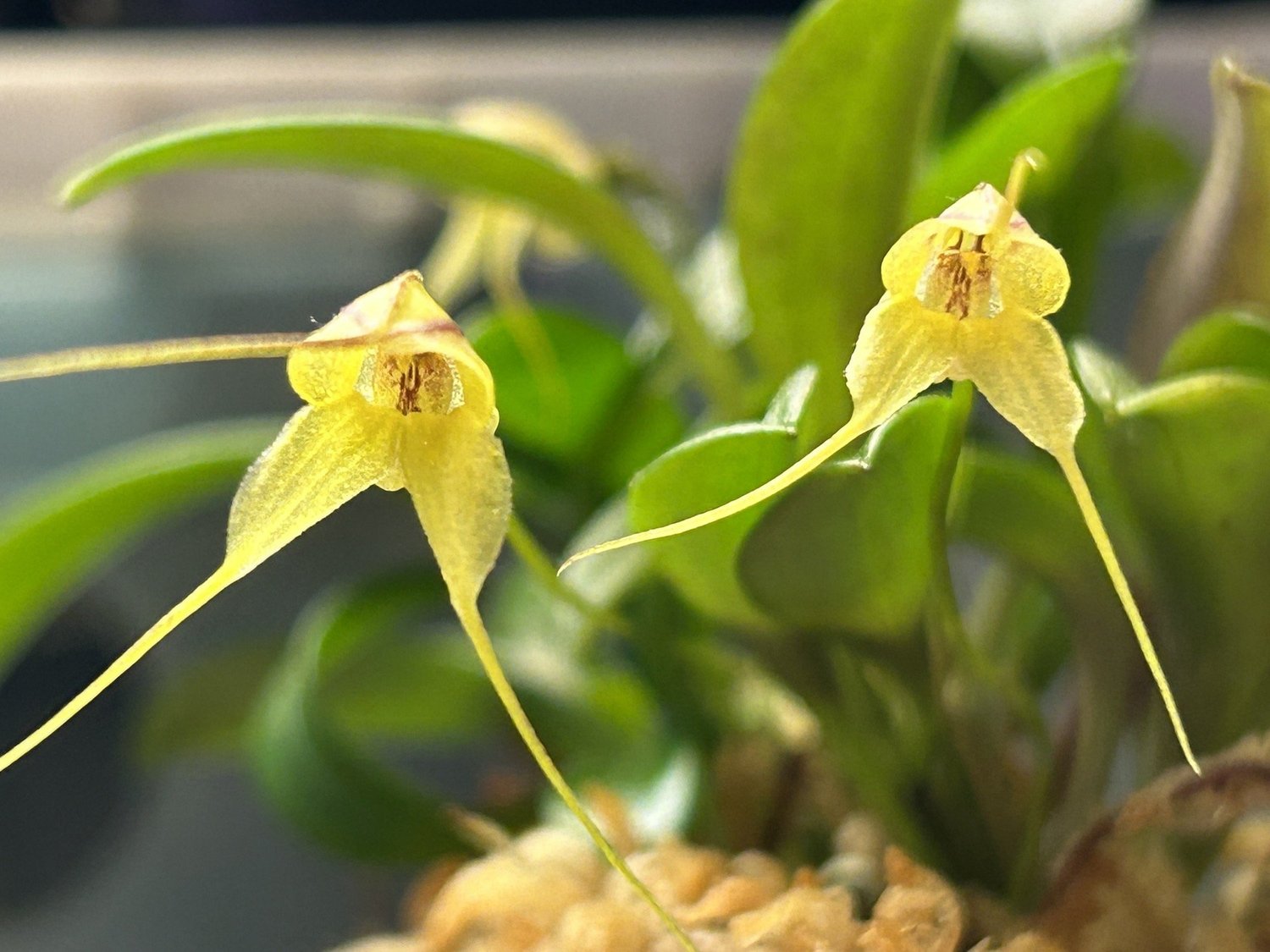 Events — Illinois Orchid Society