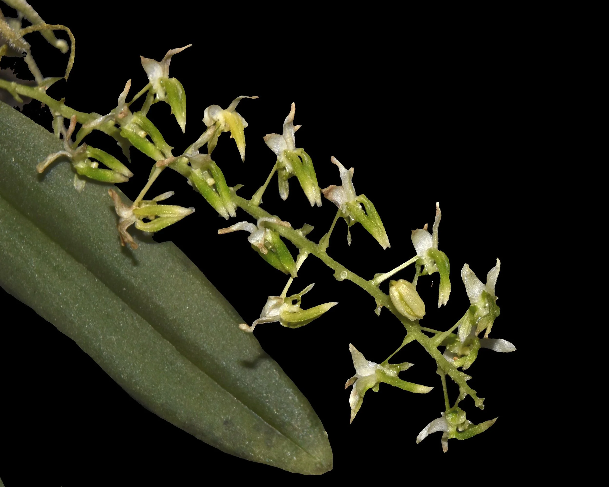 June 2025 — Illinois Orchid Society