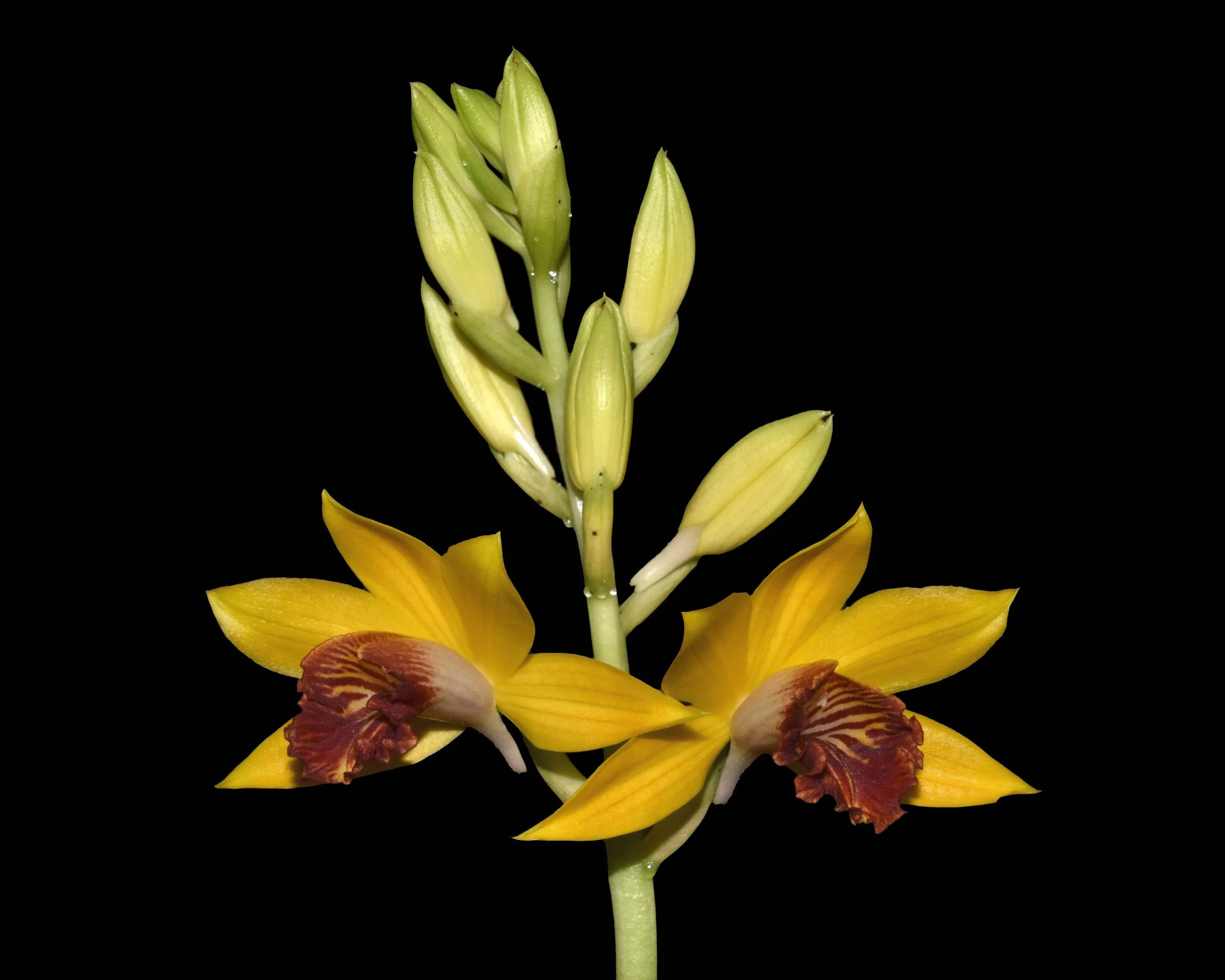 July 2025 — Illinois Orchid Society