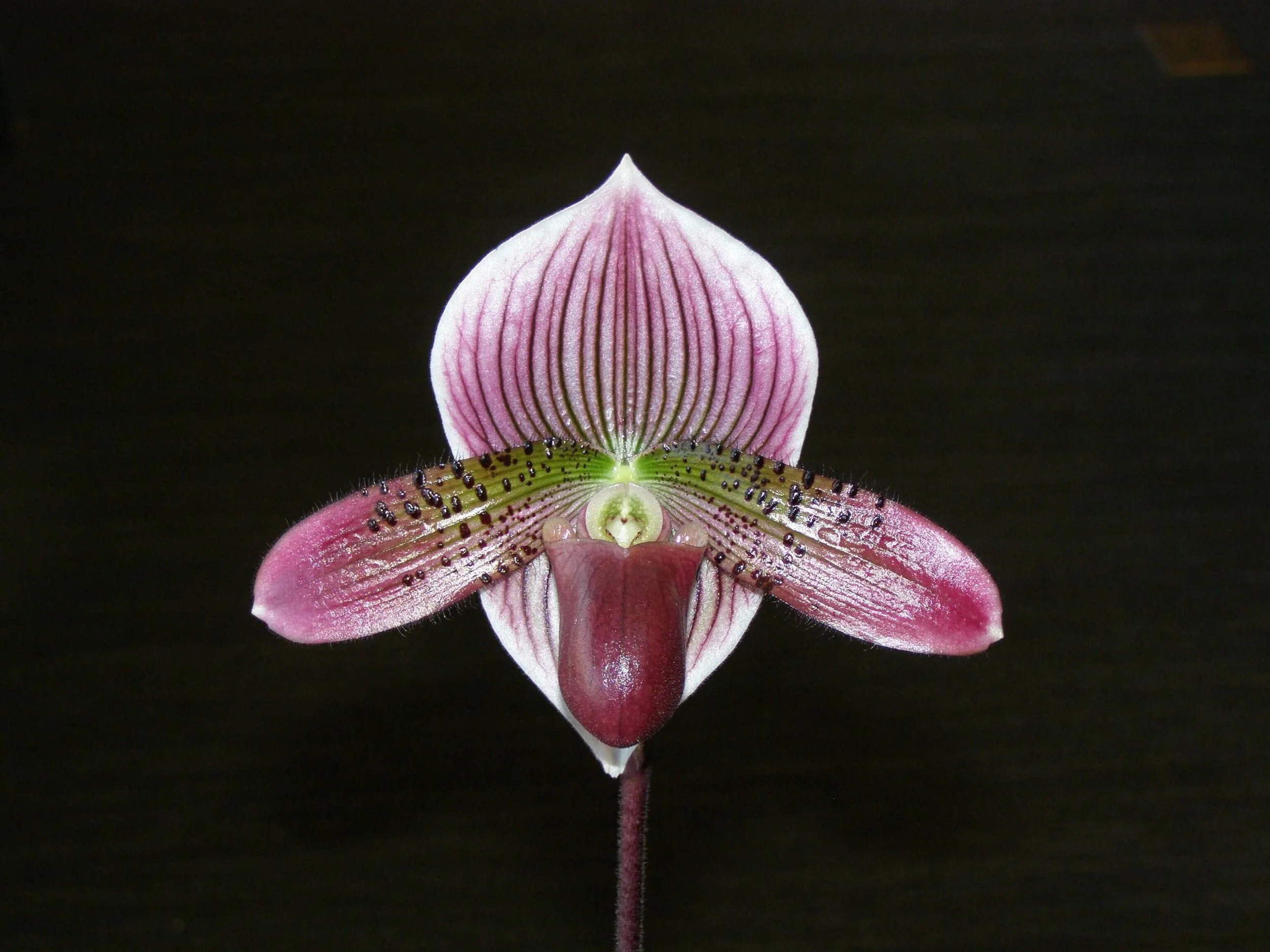 Paphiopedilum — Illinois Orchid Society
