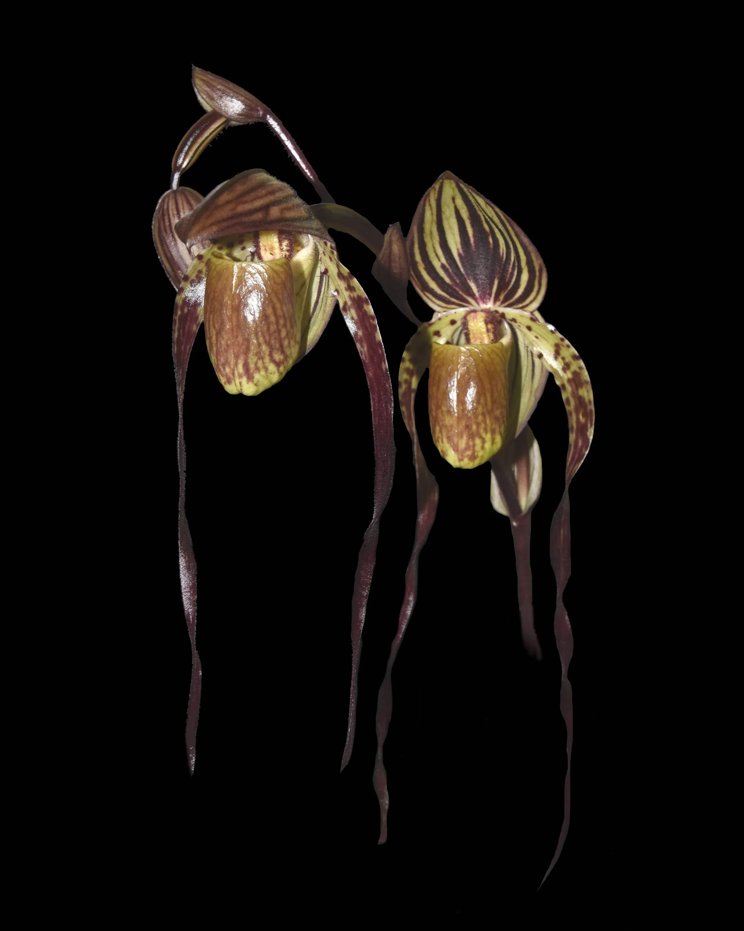 May 2024 — Illinois Orchid Society