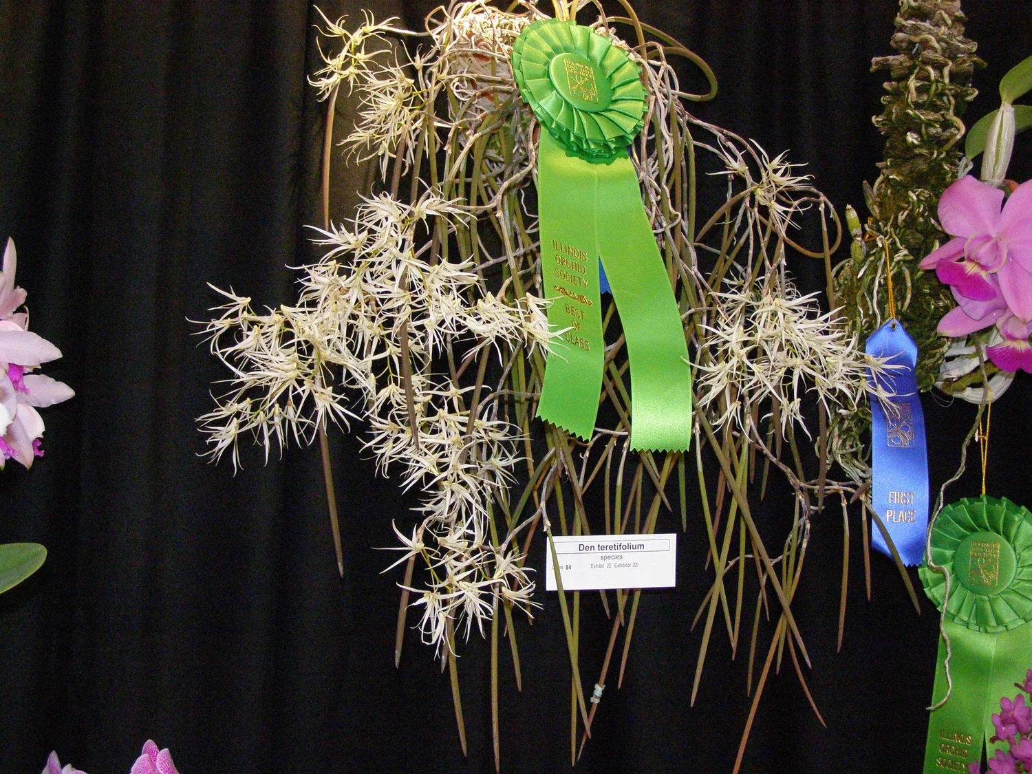 Orchid Show — Illinois Orchid Society