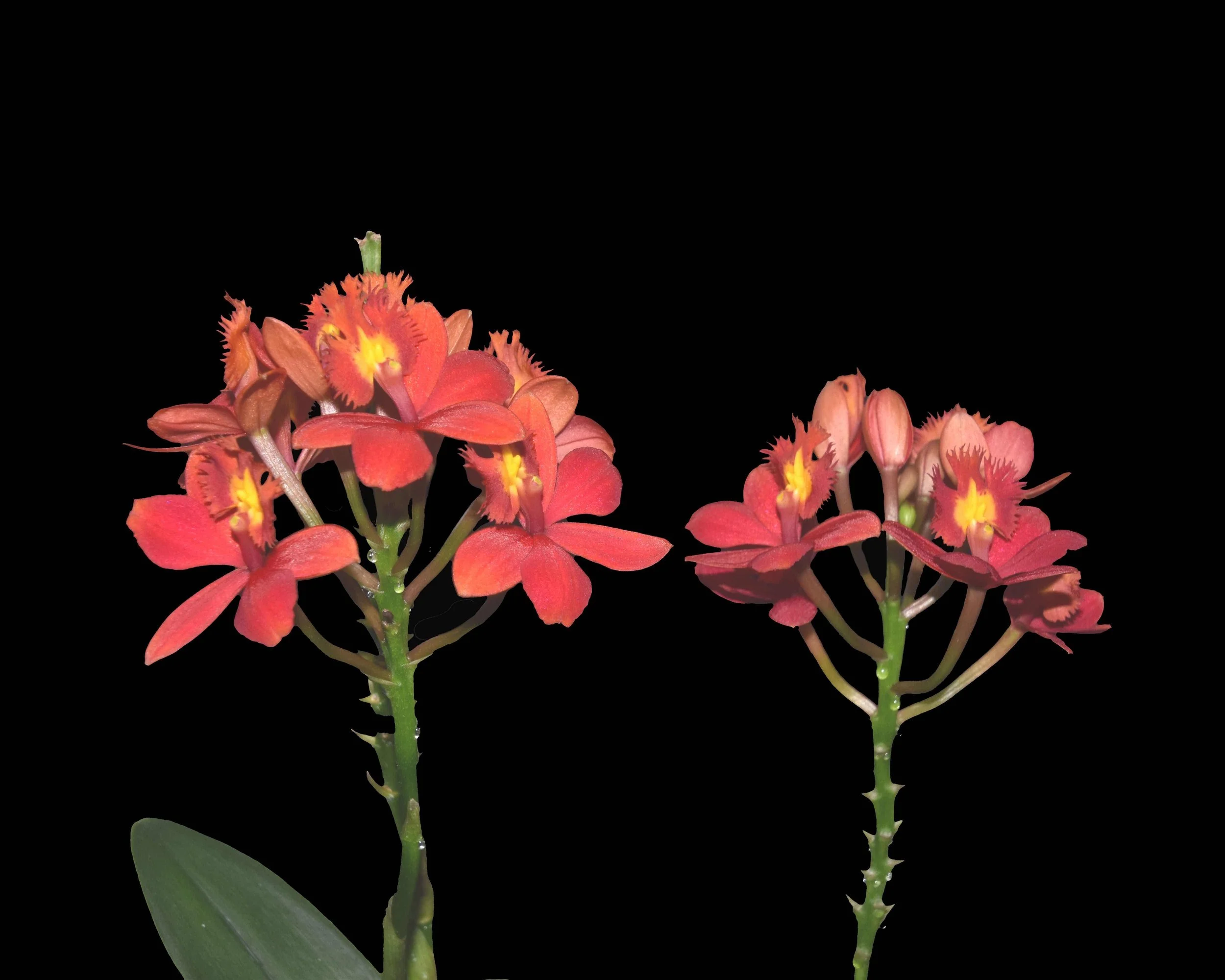 August 2023 — Illinois Orchid Society