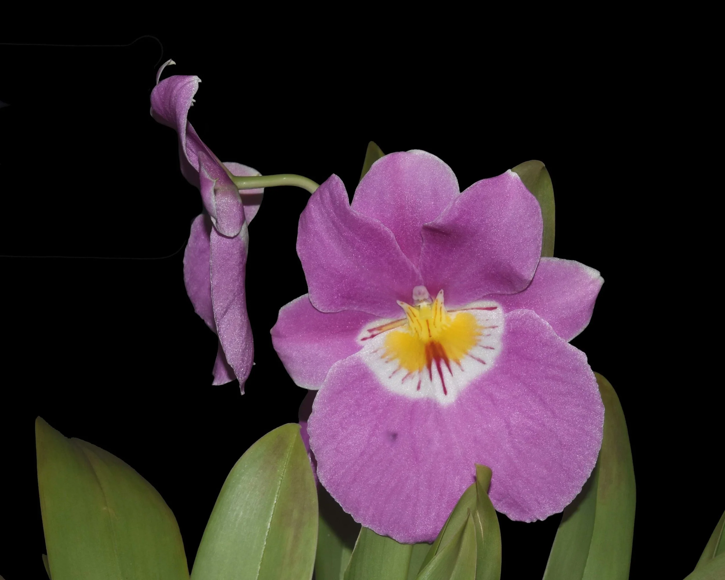 May 2024 — Illinois Orchid Society
