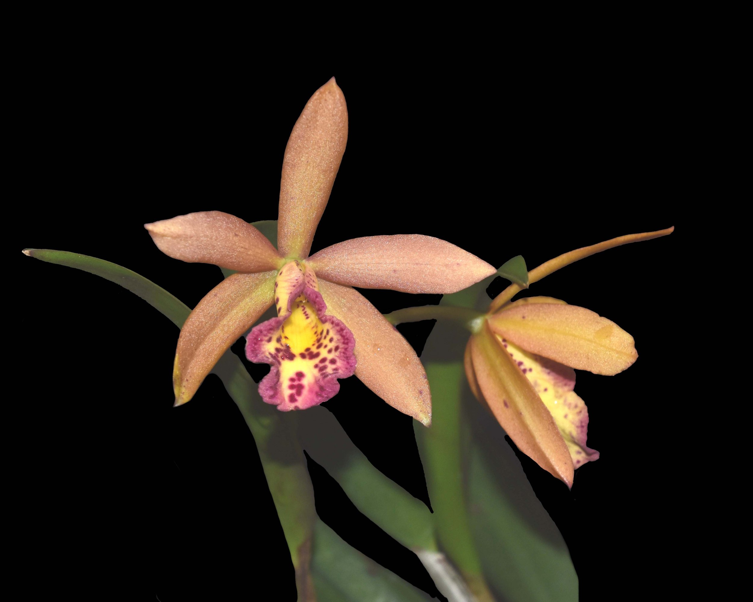 July 2024 — Illinois Orchid Society