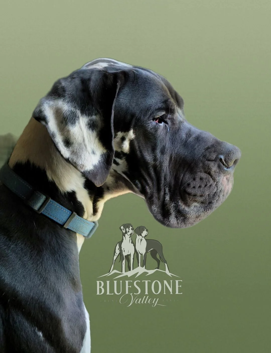 General 6 — Bluestone Valley Great Danes