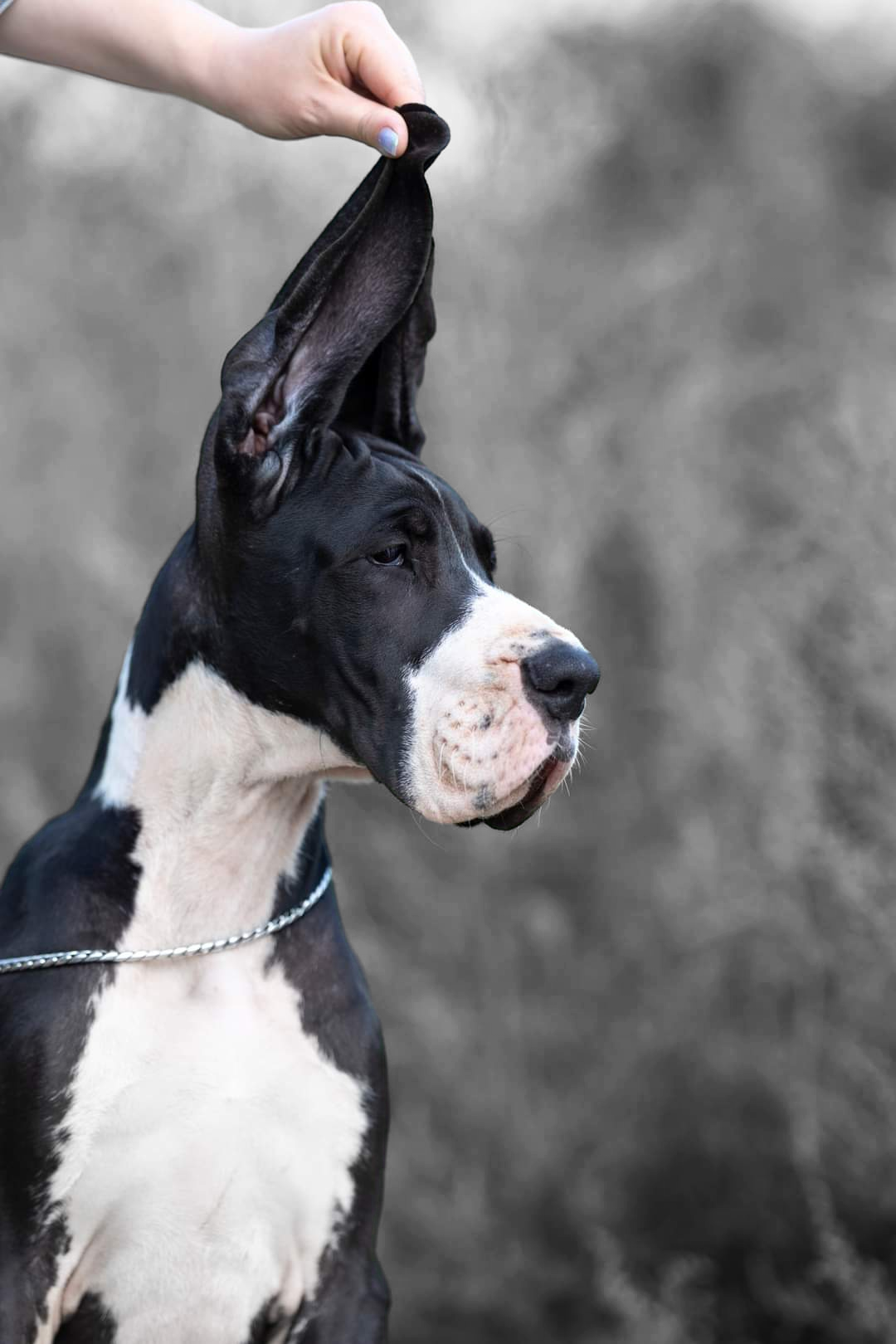 General 6 — Bluestone Valley Great Danes