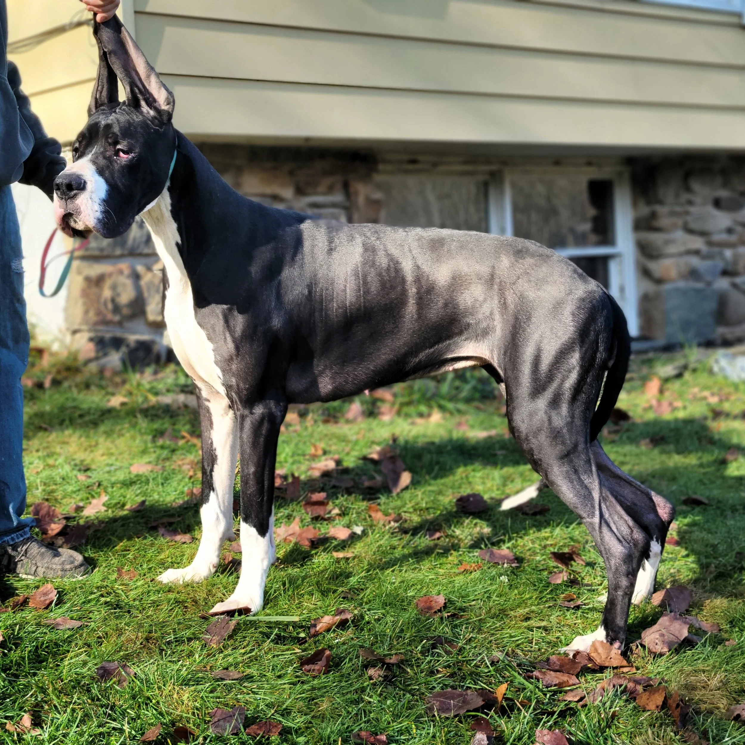 Gallery 1 — Bluestone Valley Great Danes