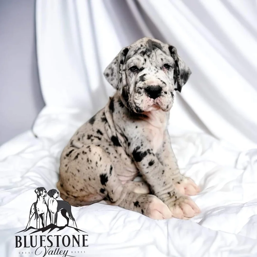 Bluestone Valley Great Danes