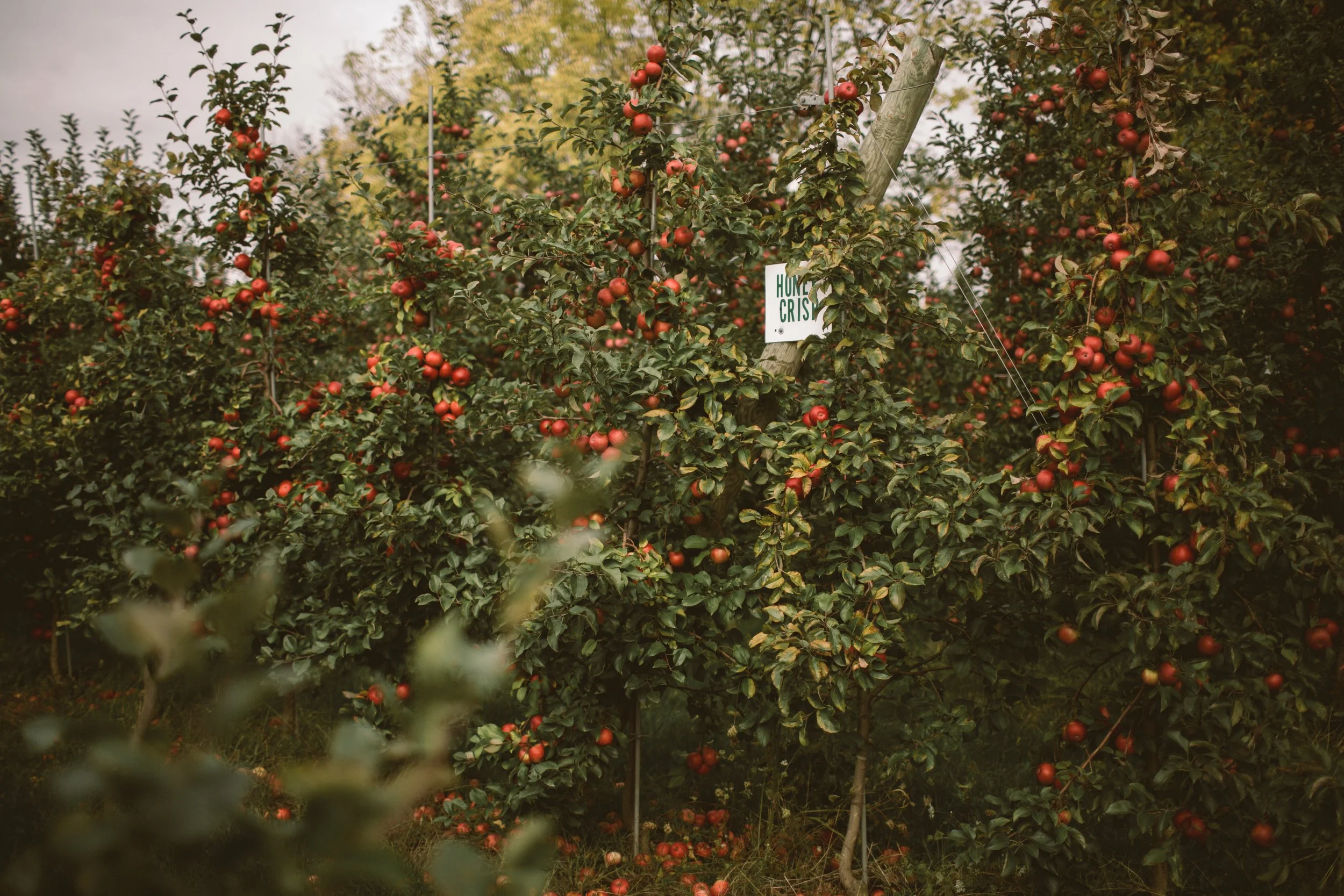 Farmhaus Farms