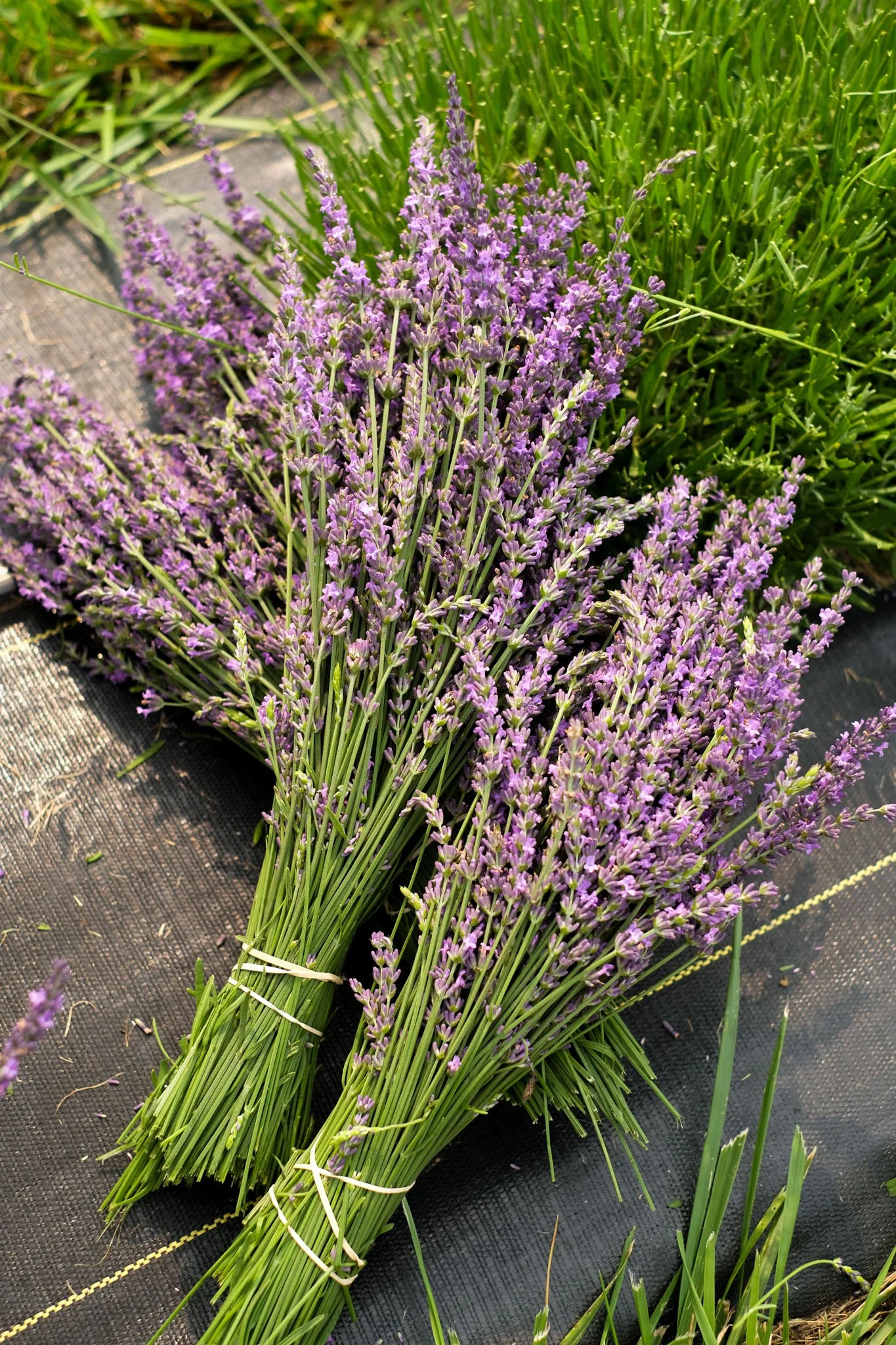 The Lavender Homestead