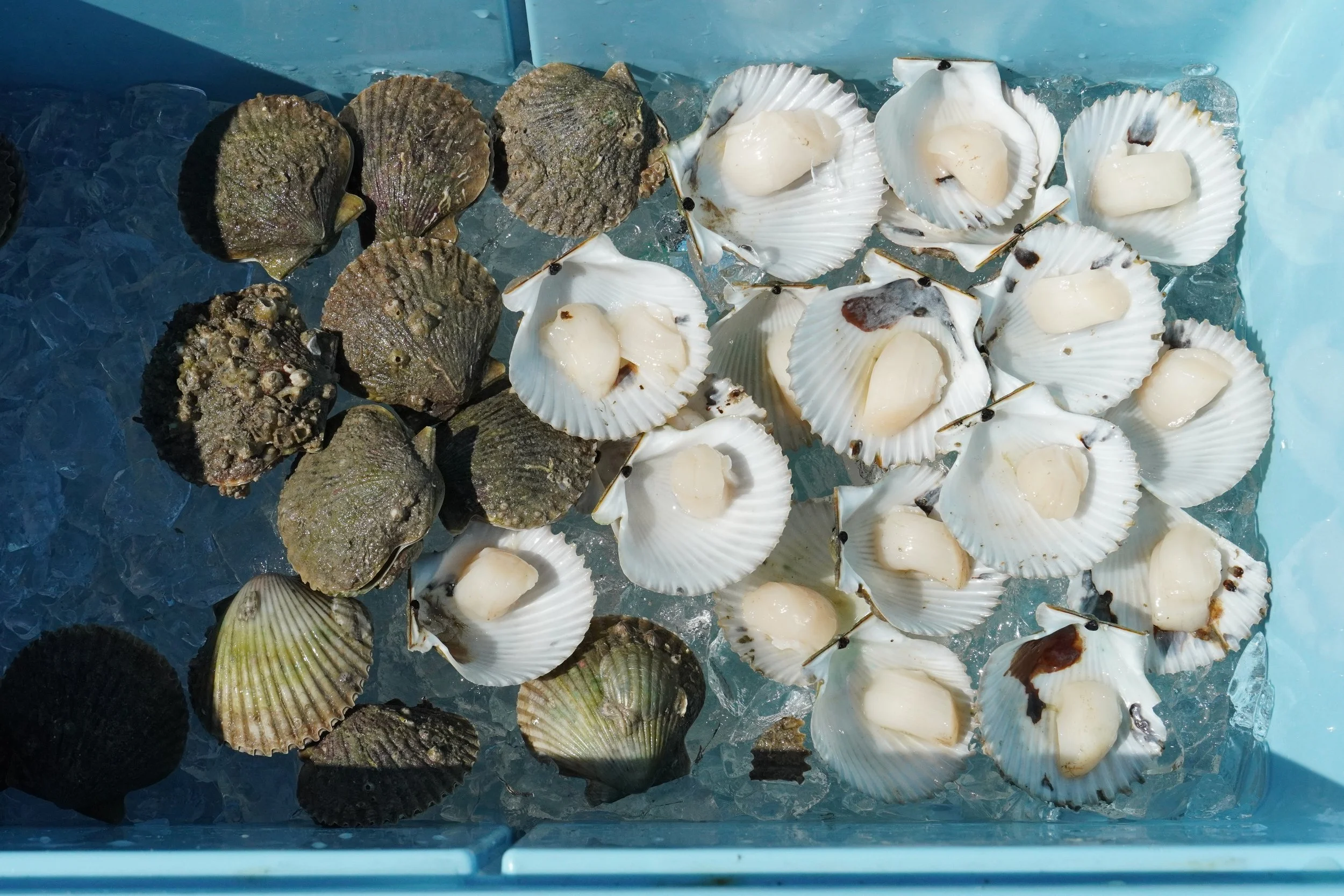 Pasco County Scallop Season 2025! — JC FISHIN CHARTERS