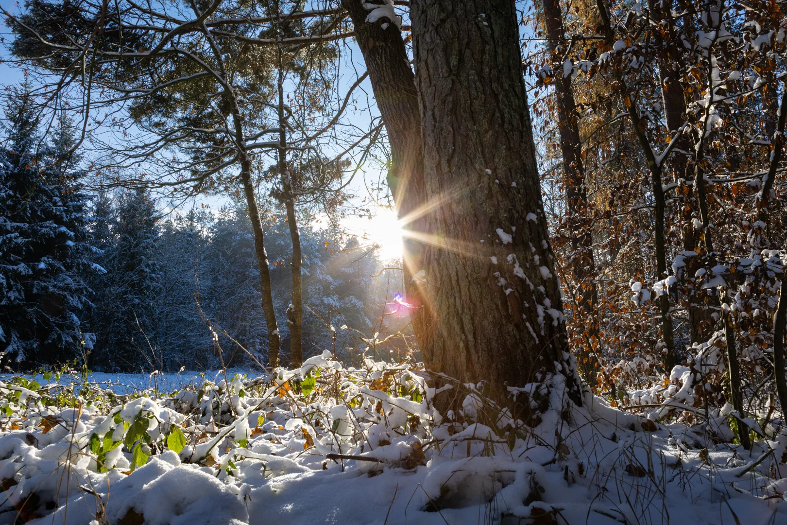 Wunderbar Geholze Fur Sonne Bild