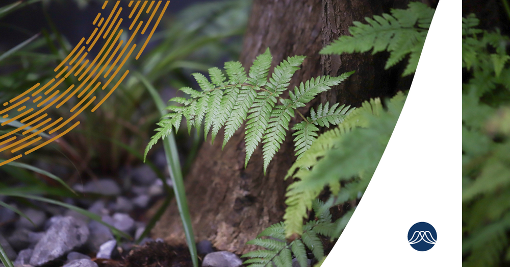 Nicholson Consulting Stories | Learn about our mahi, explainer posts ...